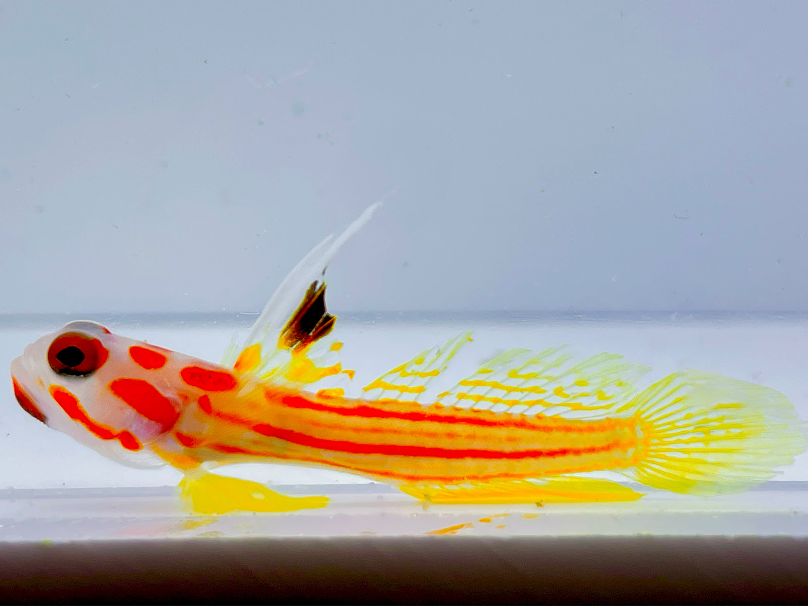 Yasha Goby – Reef Pro