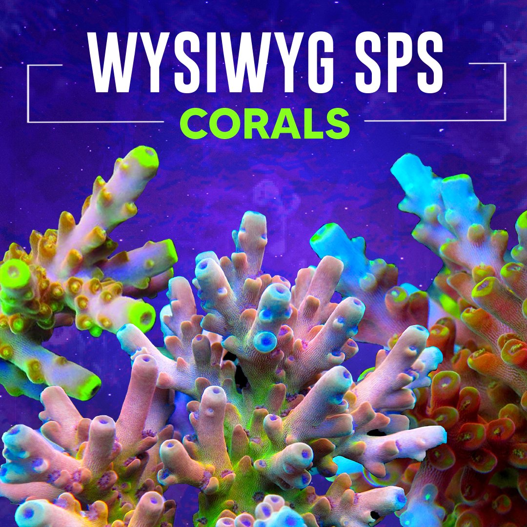 WYSIWYG SPS Corals – Reef Pro