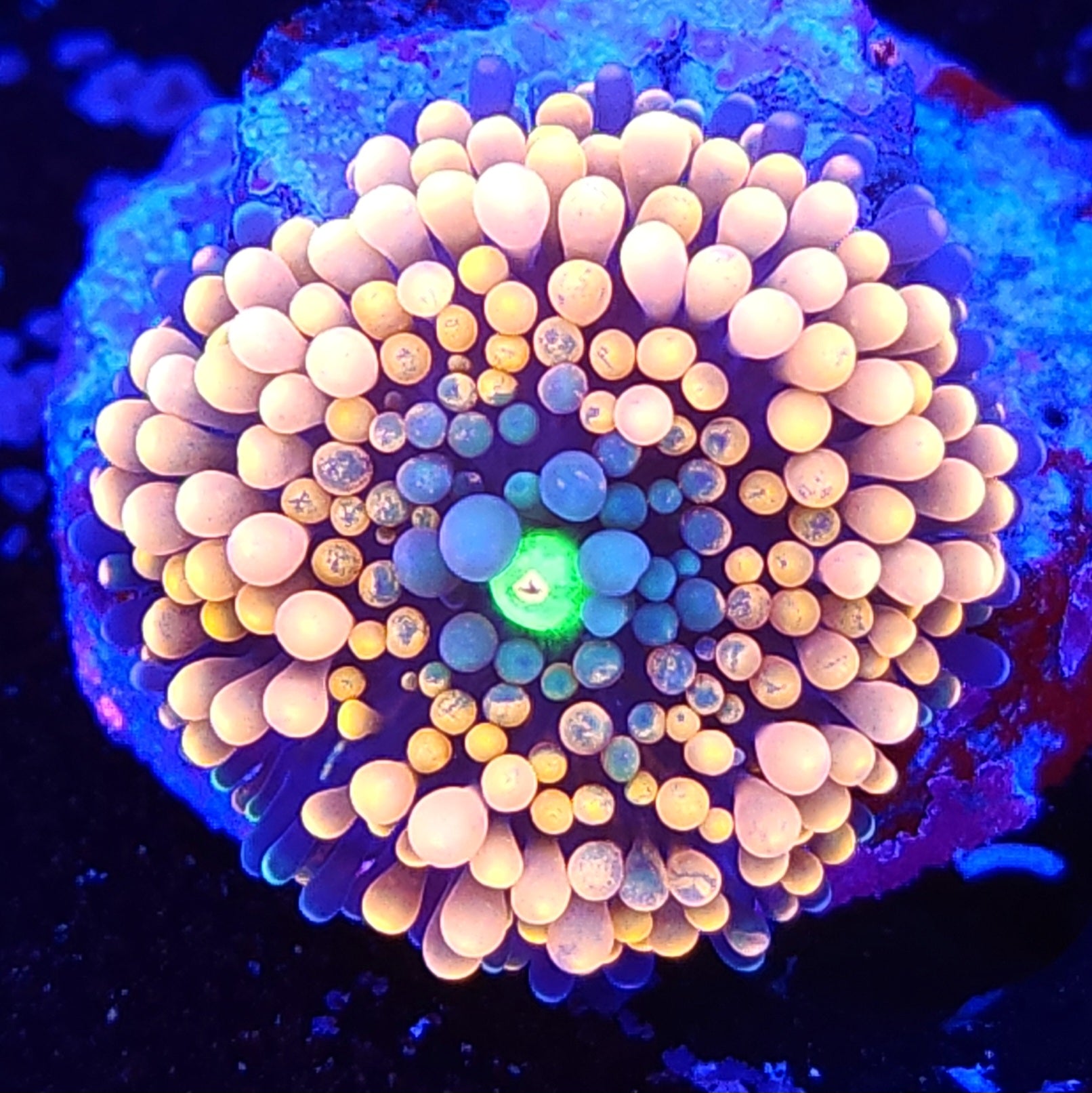 Ricordia Mushrooms – Reef Pro