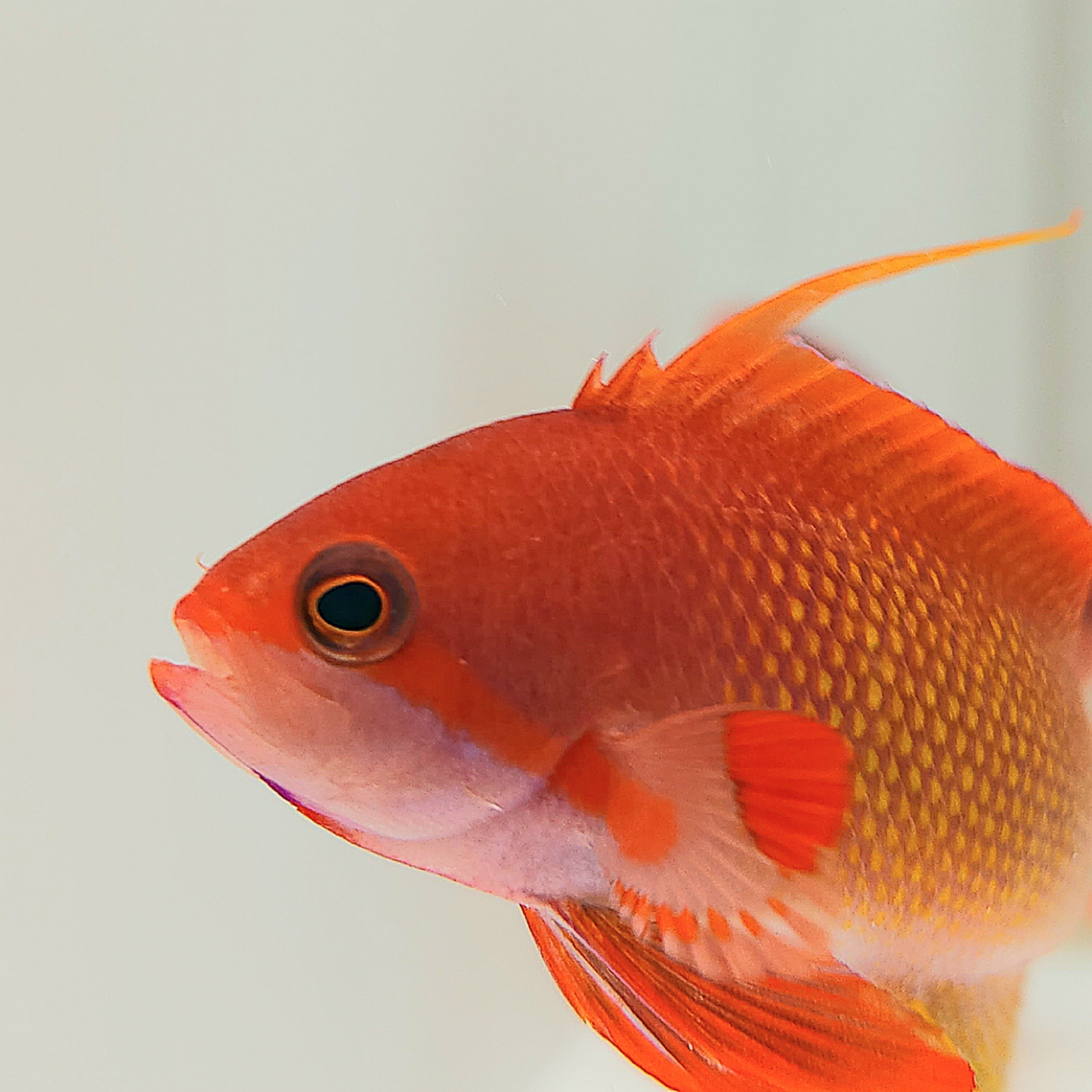 Lyretail Anthias Male – Reef Pro