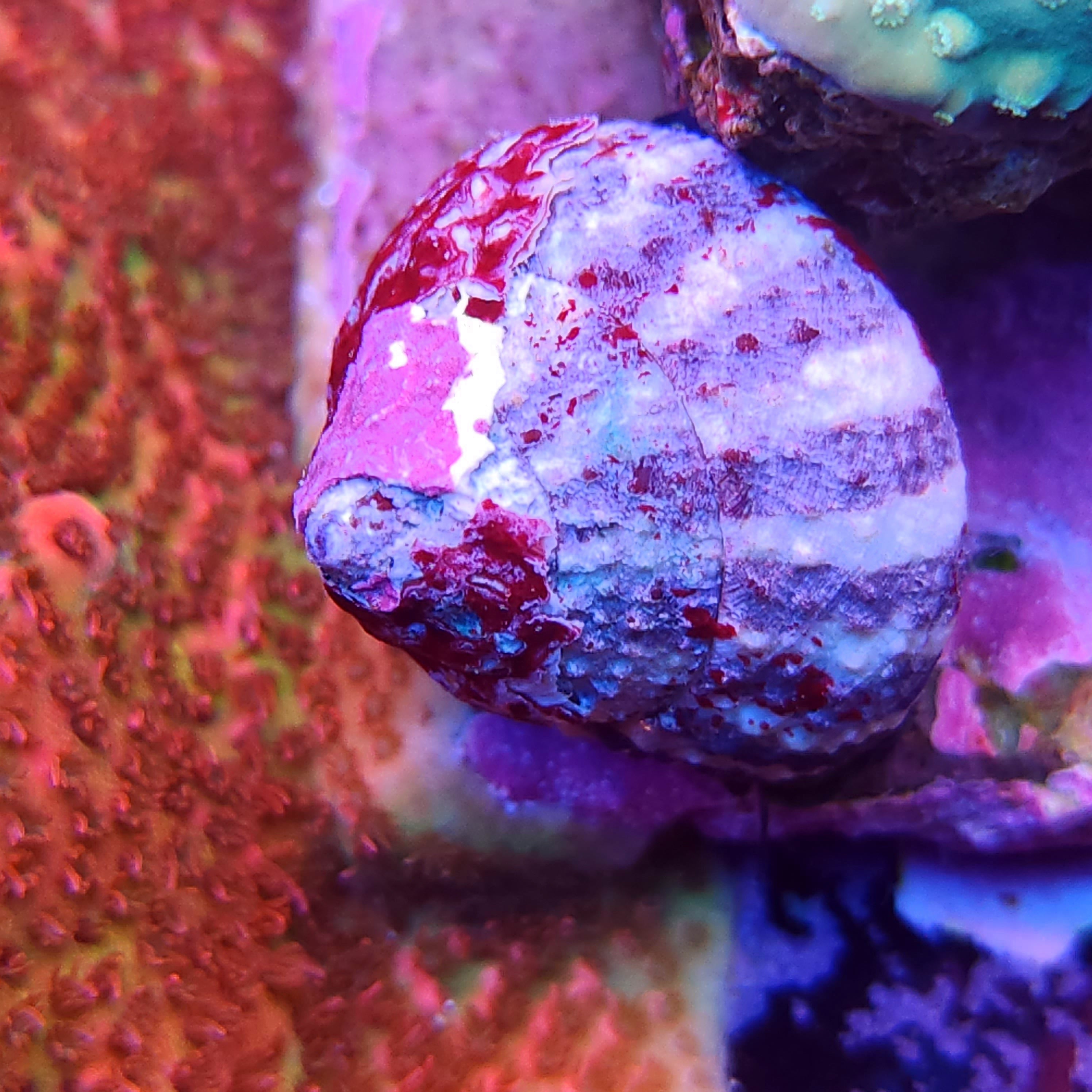 Trochus Snail – Reef Pro