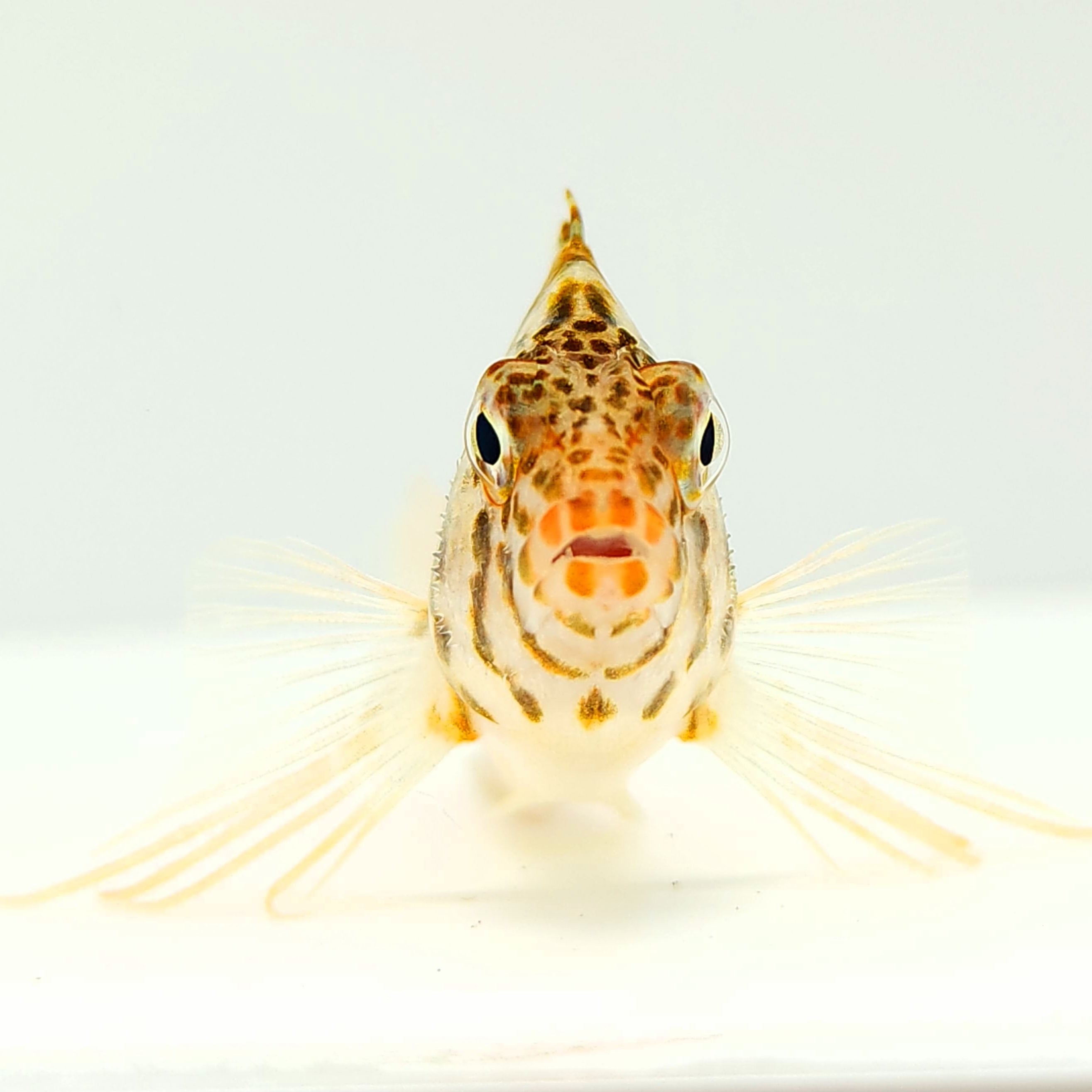 Pixy Spotted Hawkfish – Reef Pro