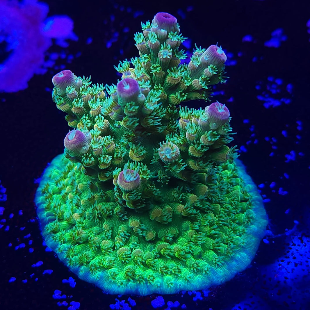 Reef Pro Store