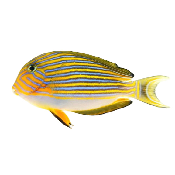 Clown Tang – Reef Pro