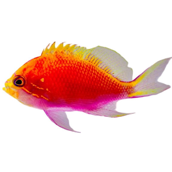 Fathead Sunburst Anthias – Reef Pro