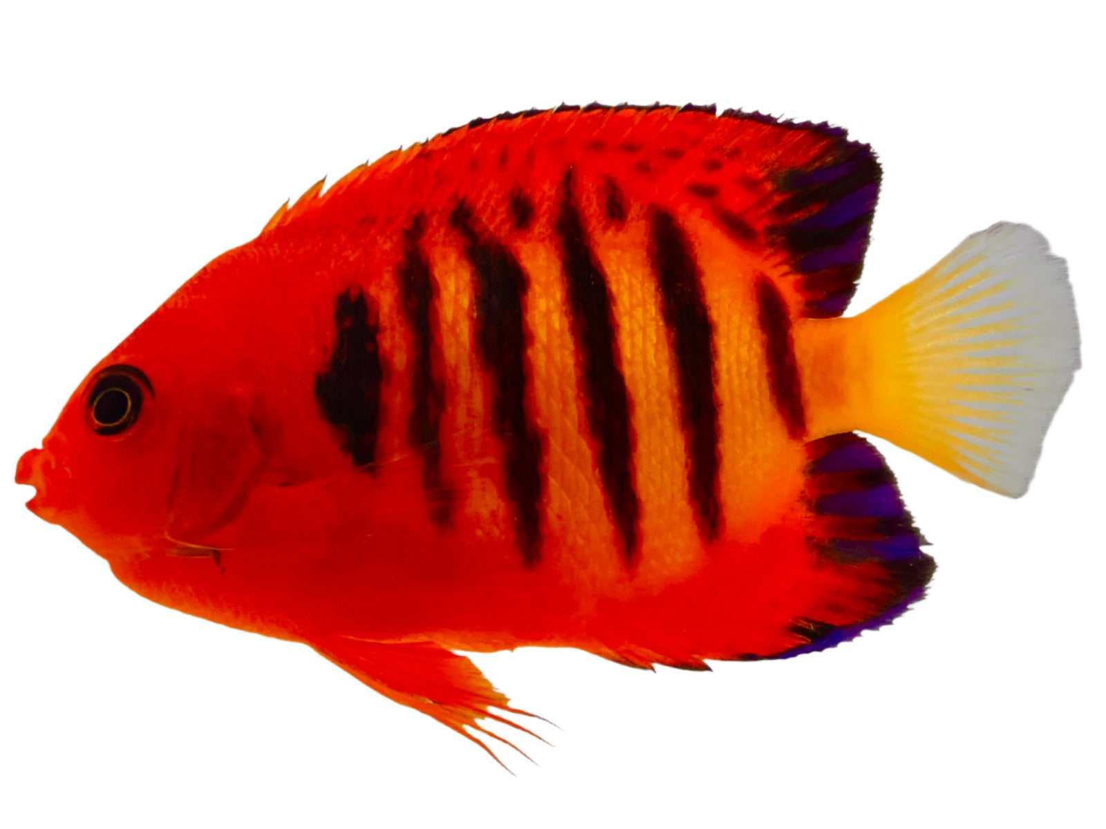 Flame Angelfish – Reef Pro