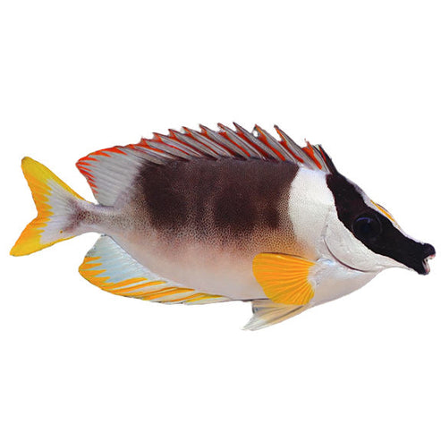 Magnificent Foxface – Reef Pro