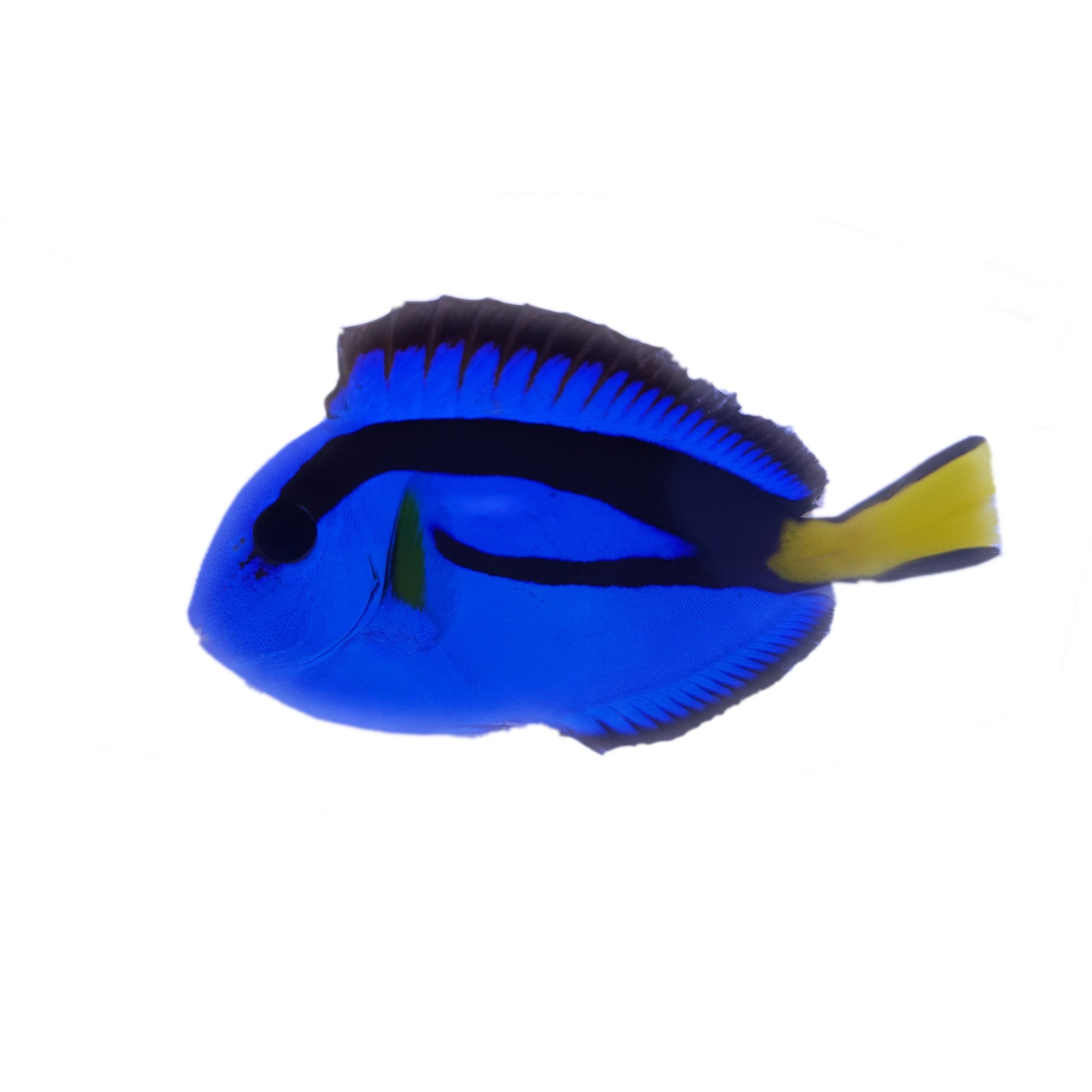 Blue Hippo Tang – Reef Pro