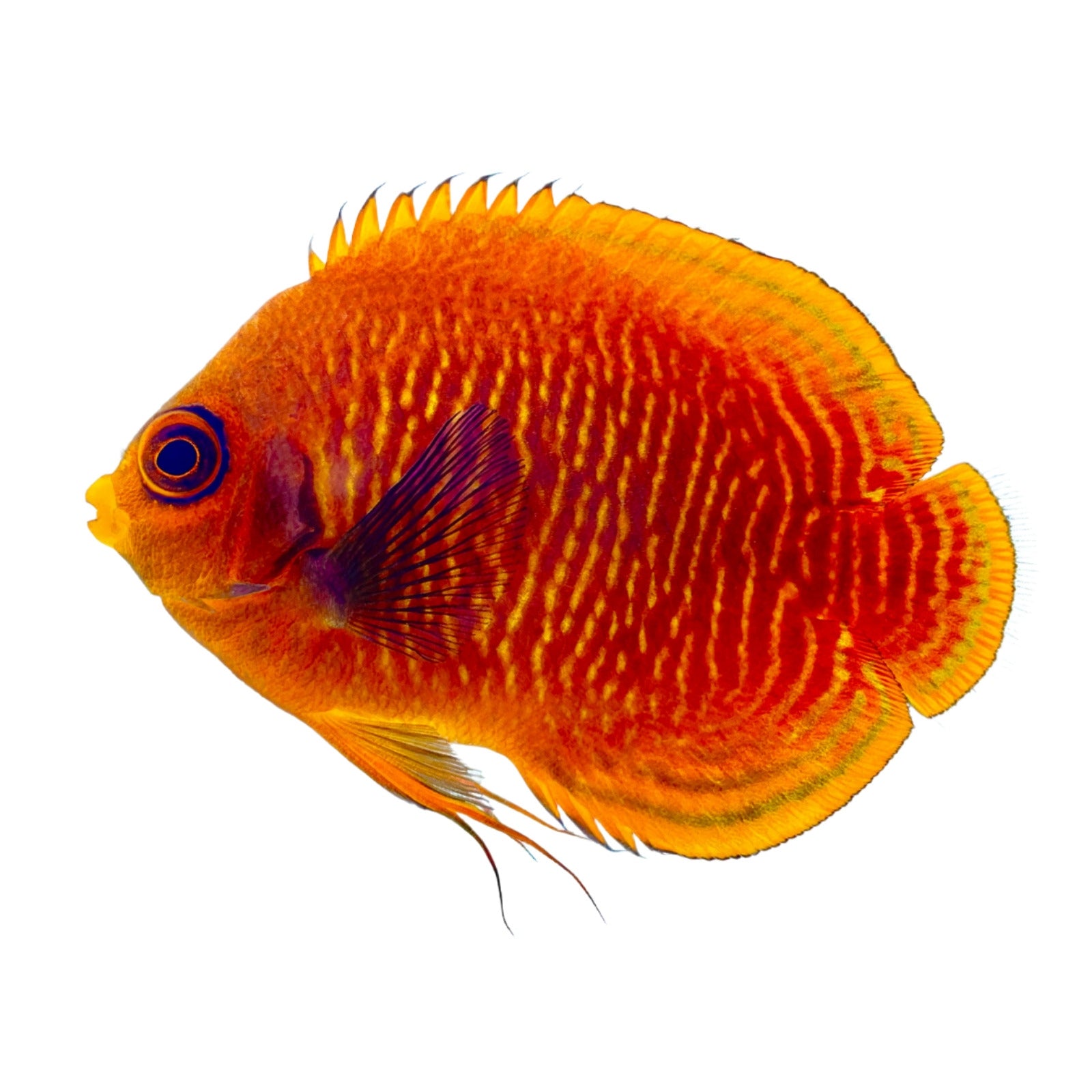 Captive Bred Golden Dwarf Angelfish – Reef Pro