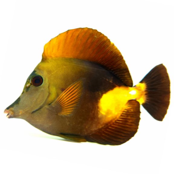 Tri Color Koi Scopas Tang WYSIWYG – Reef Pro