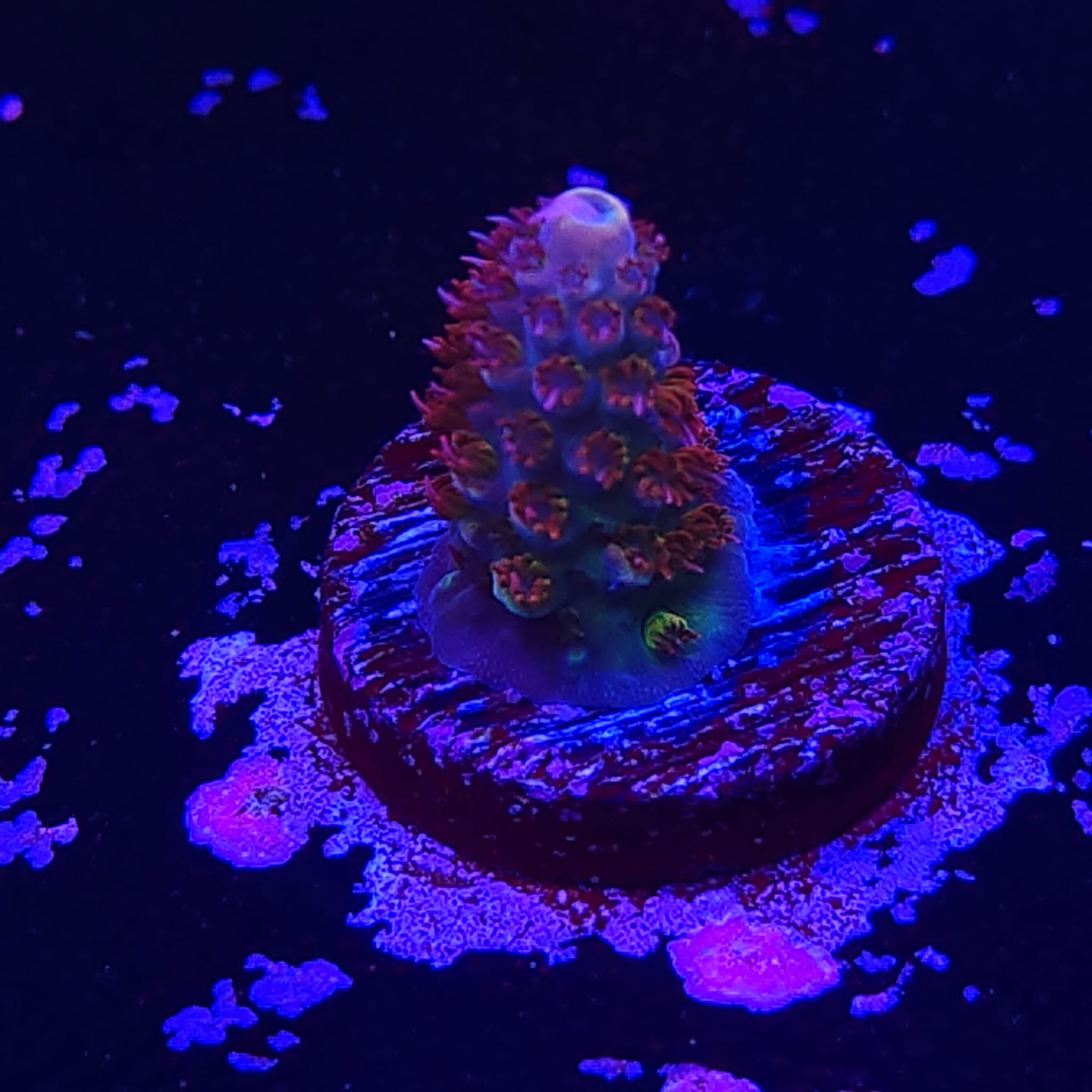 TSA Princess Peach – Reef Pro