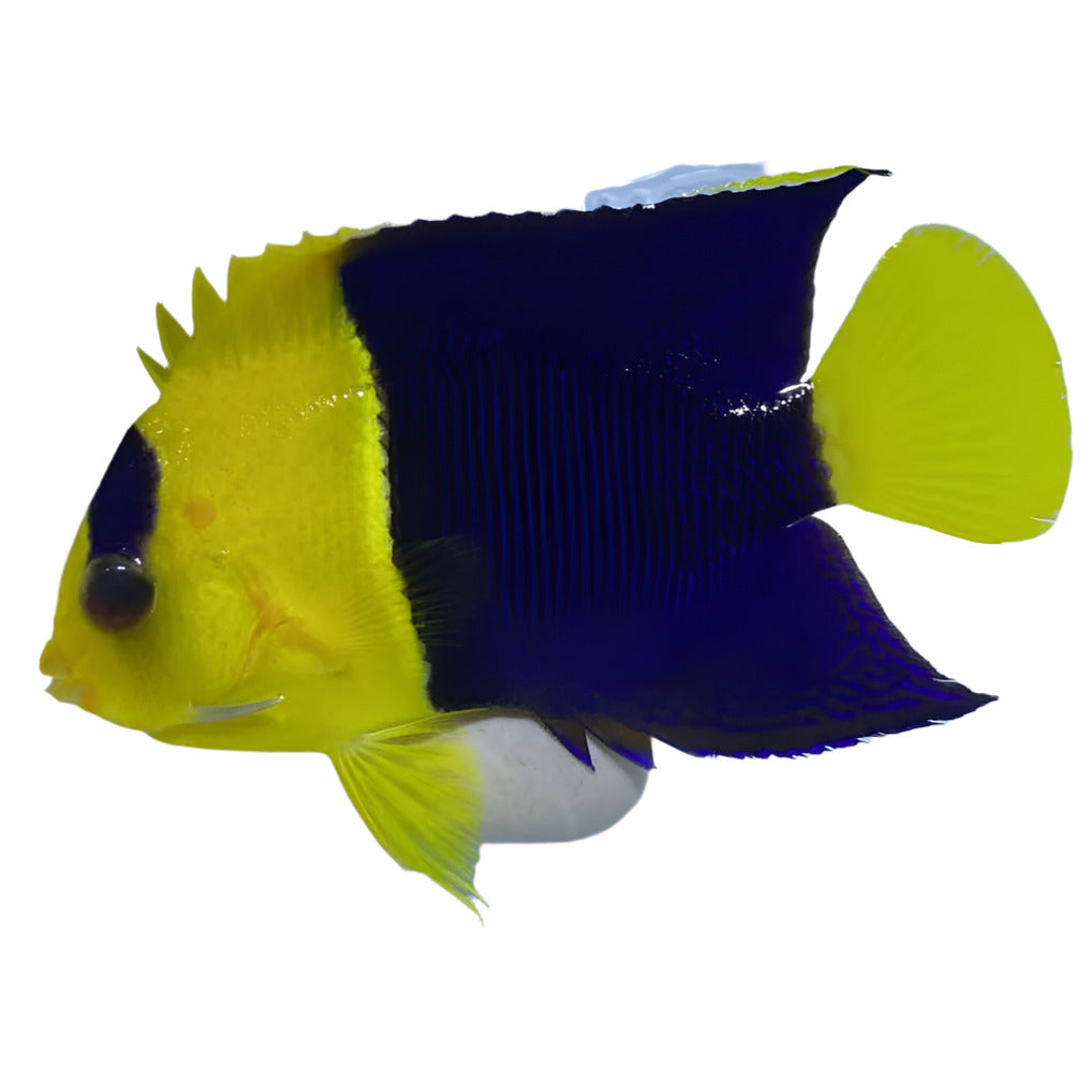 Bicolor Angelfish Centropyge Bicolor 6 8 Cm