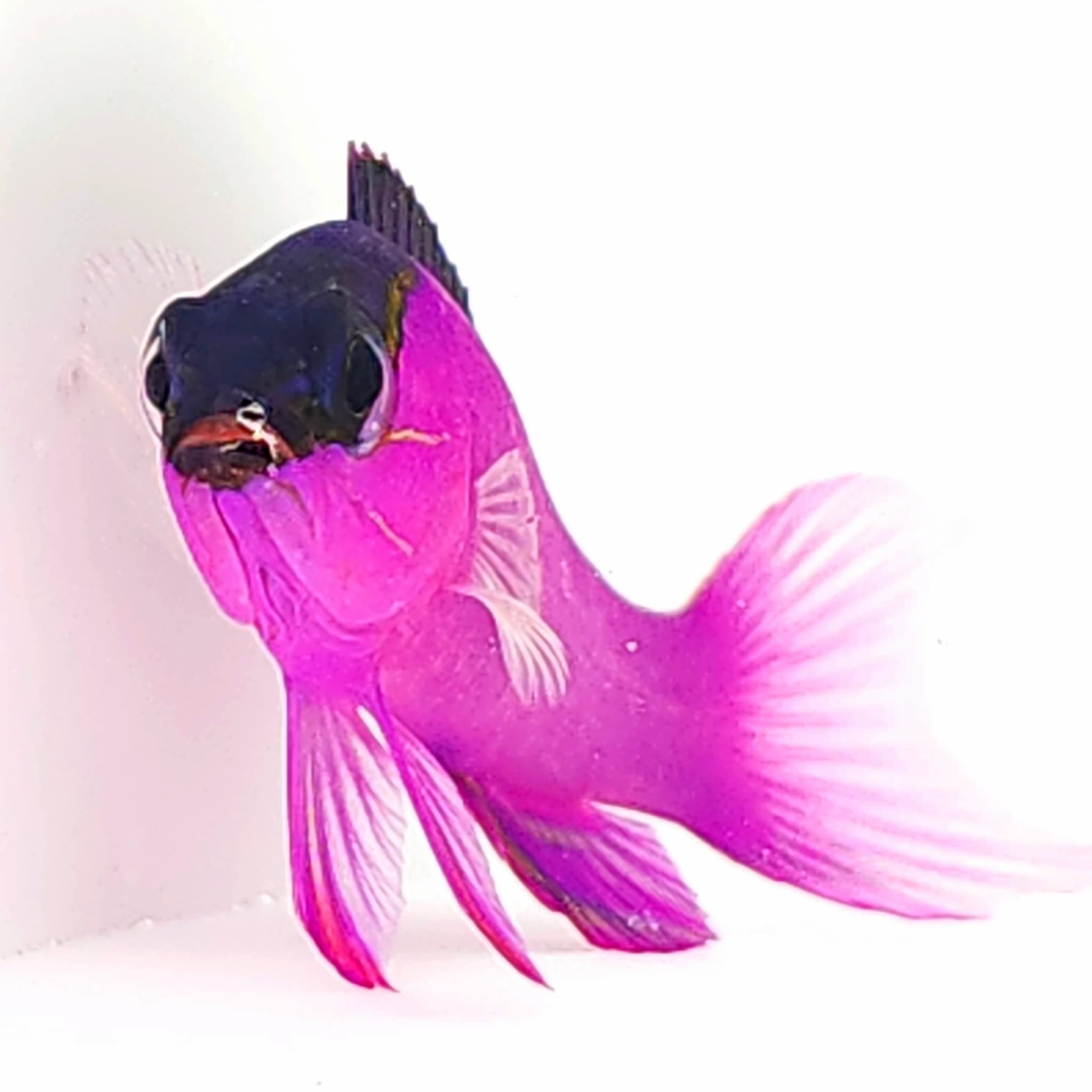 Black Cap Basslet – Reef Pro