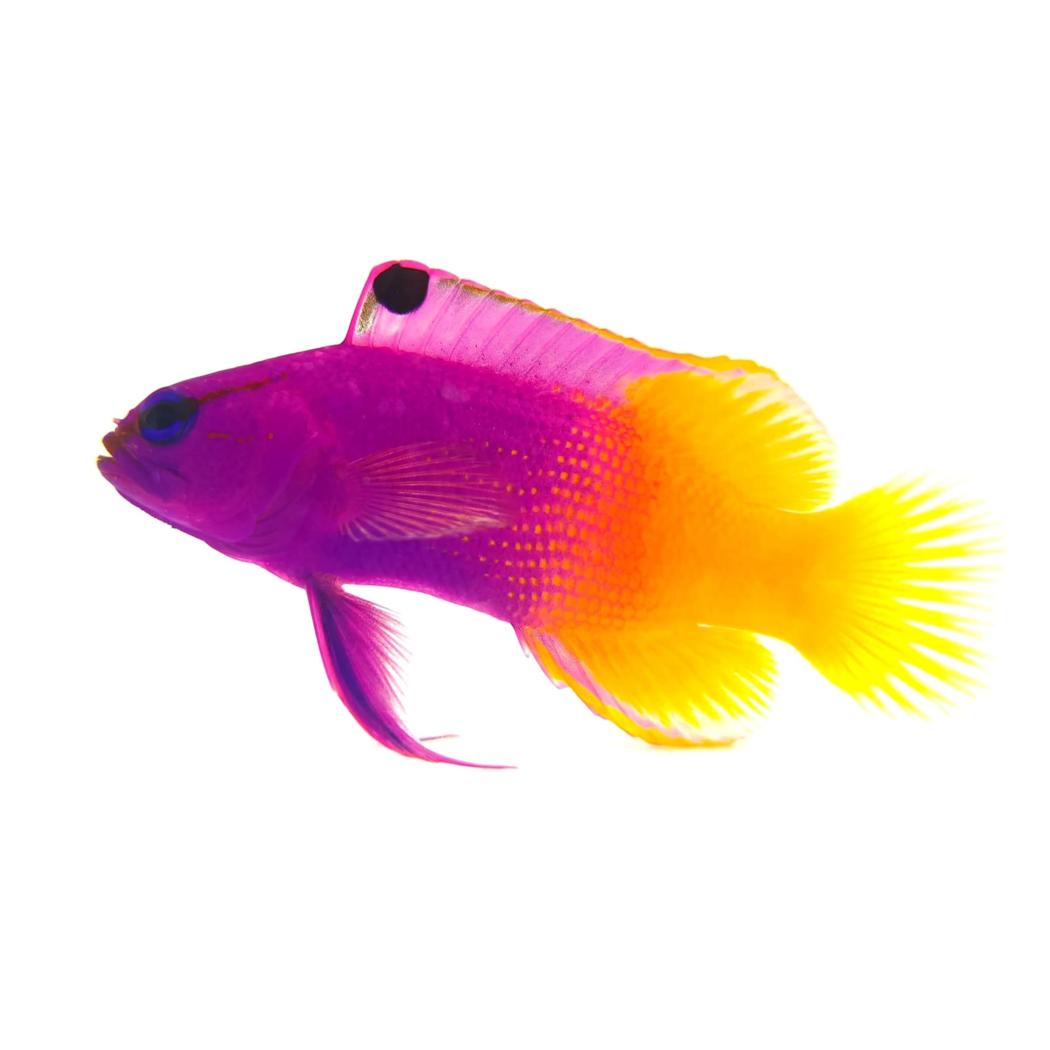 Royal Gramma Basslet – Reef Pro