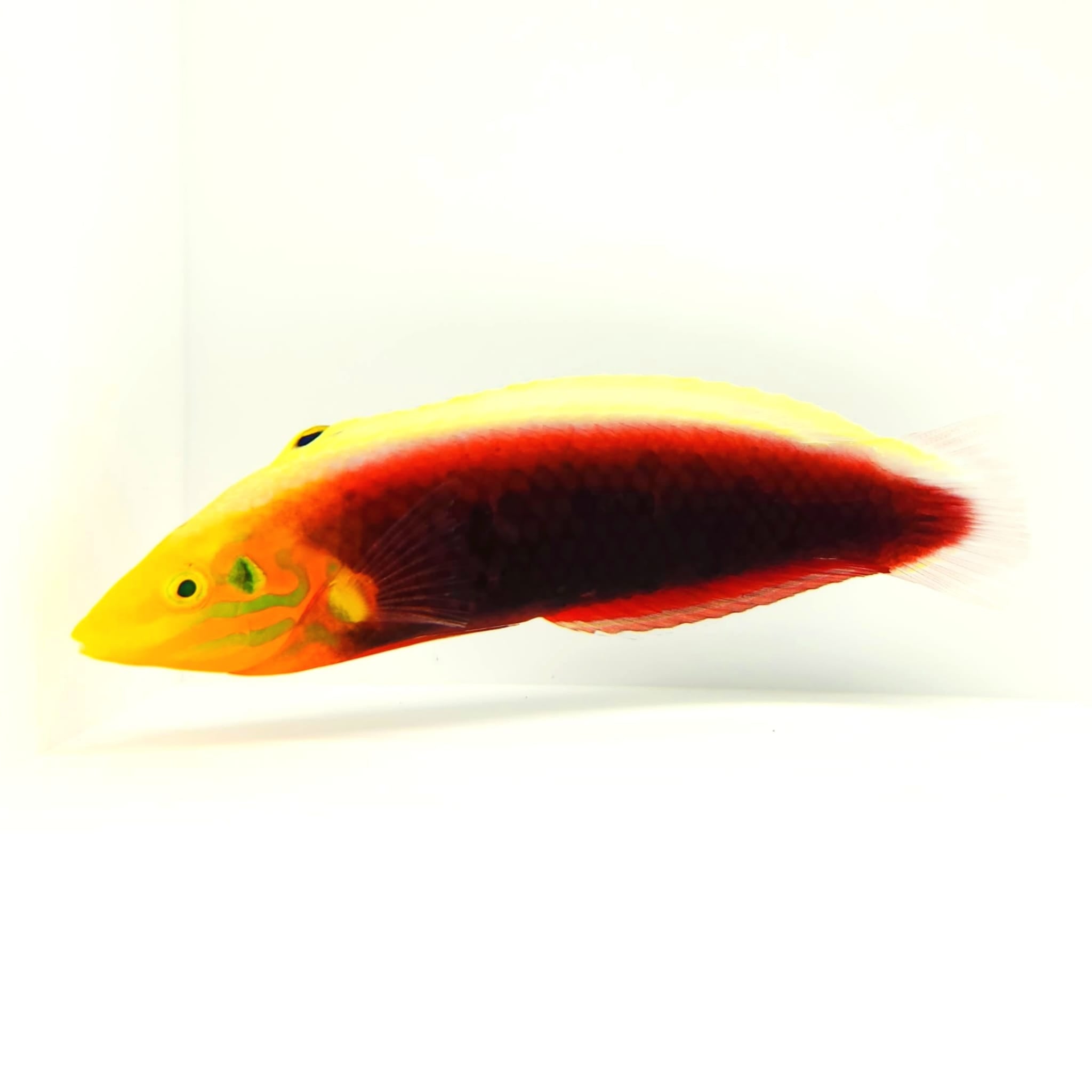 Radiant Wrasse – Reef Pro