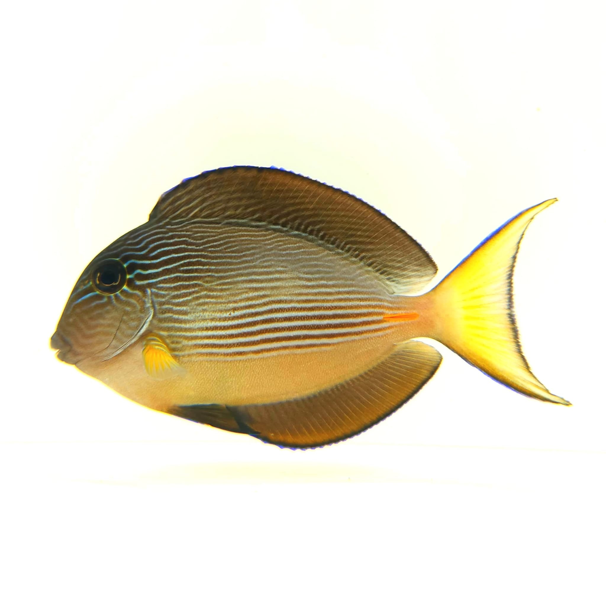 Sohal Tang – Reef Pro