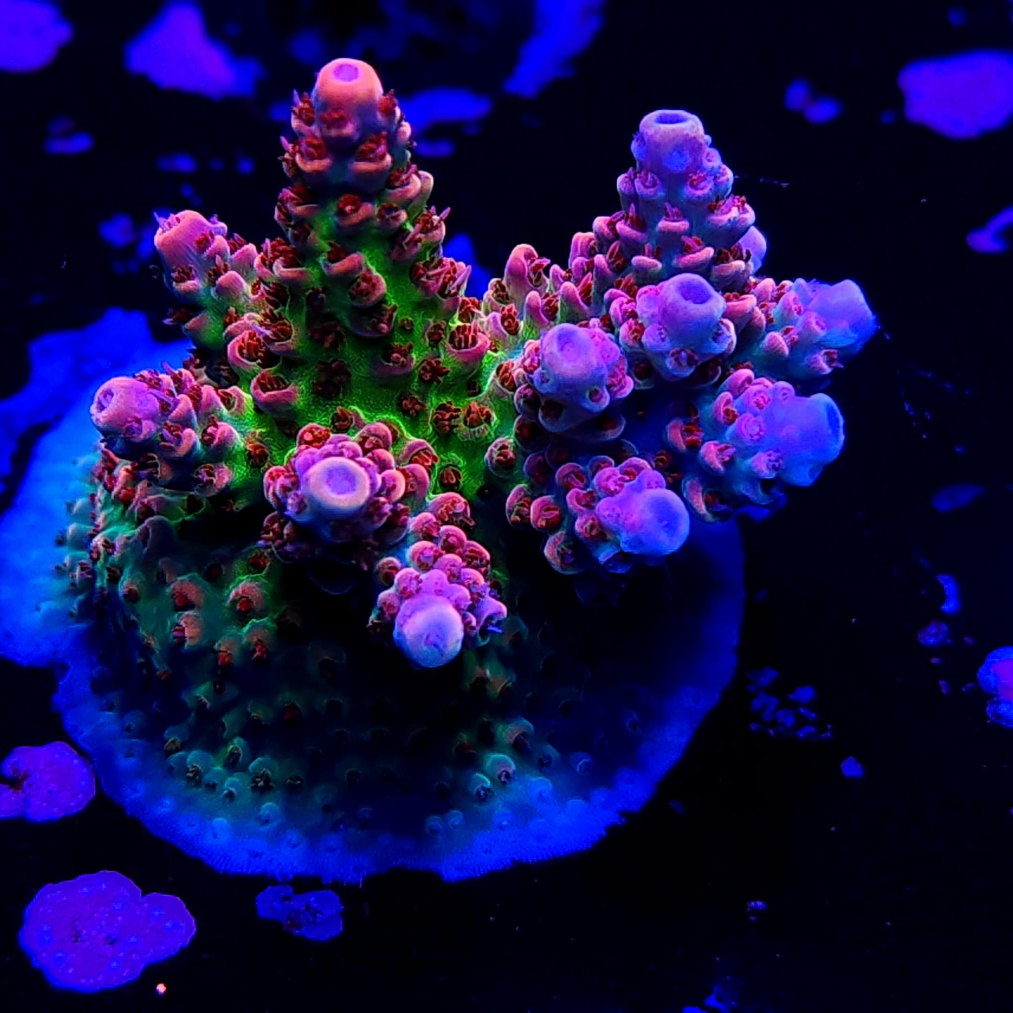 TSA Princess Peach – Reef Pro