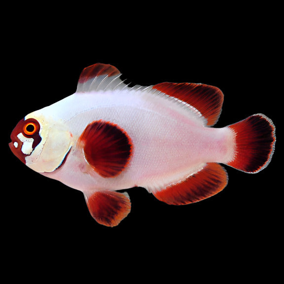 Gold Nugget Maroon, Captive-Bred – Reef Pro