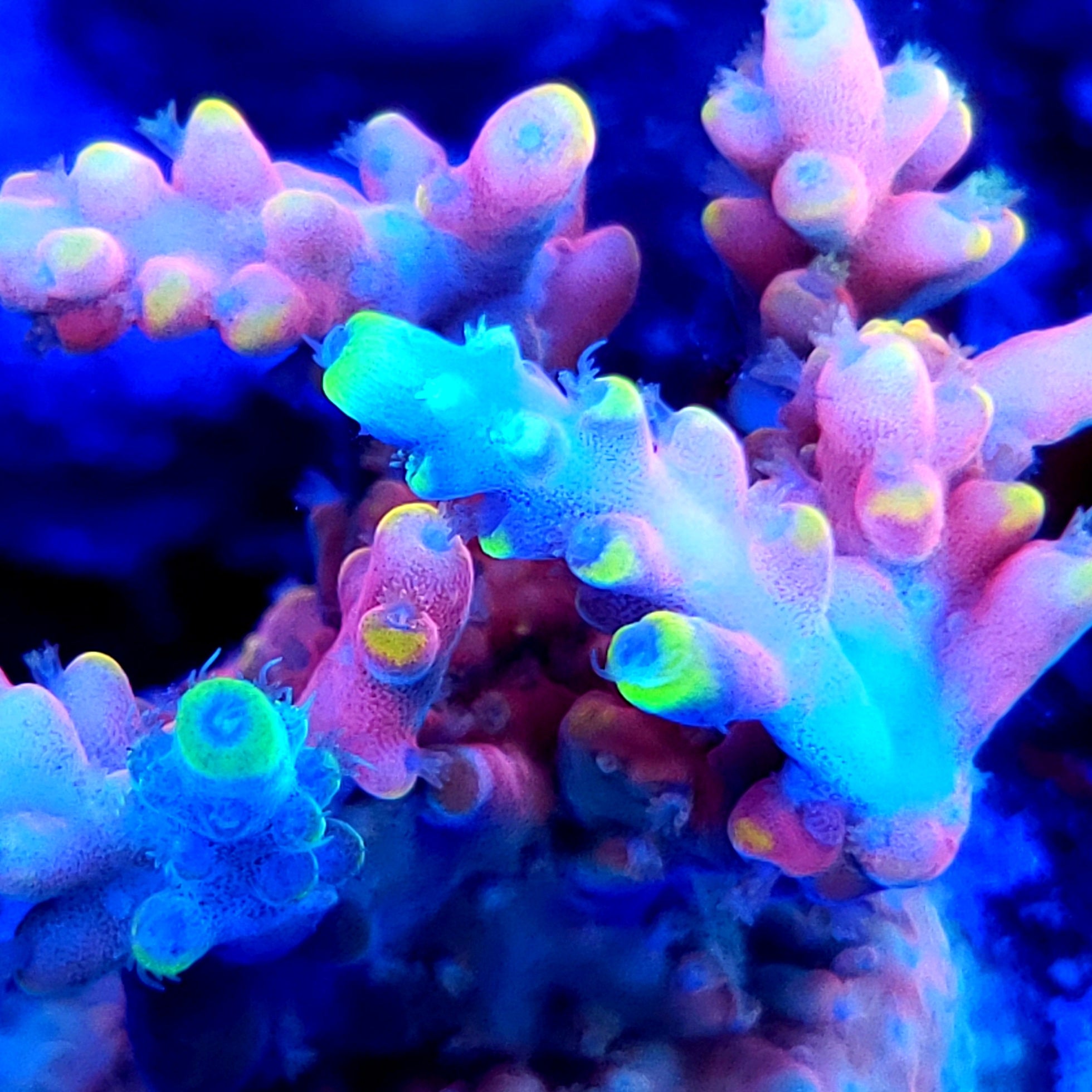 BigR corals Candy Land – Reef Pro