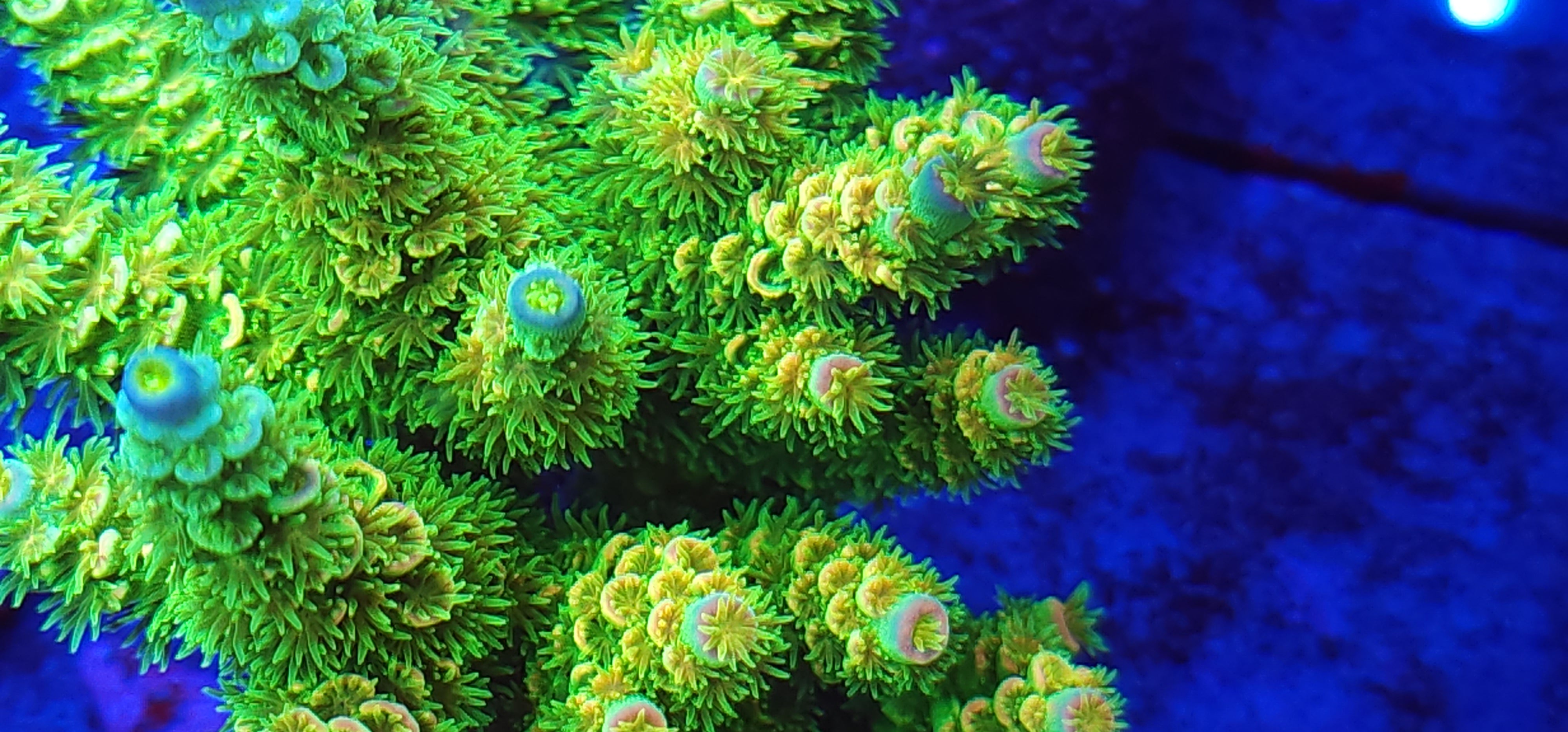 Cut To Order Corals – Page 2 – Reef Pro