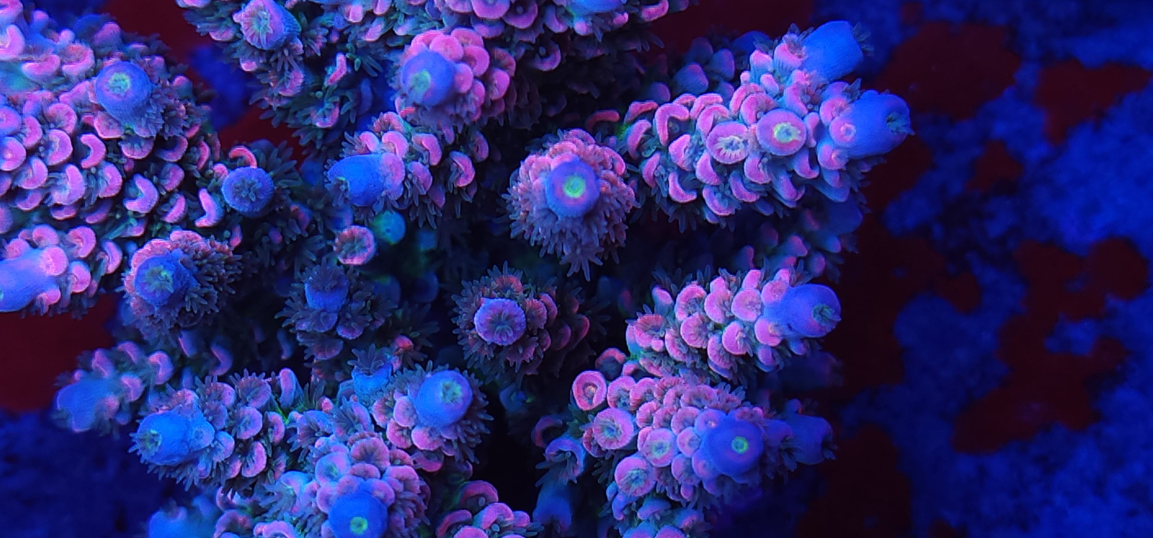 Reef Pro Miami Magic