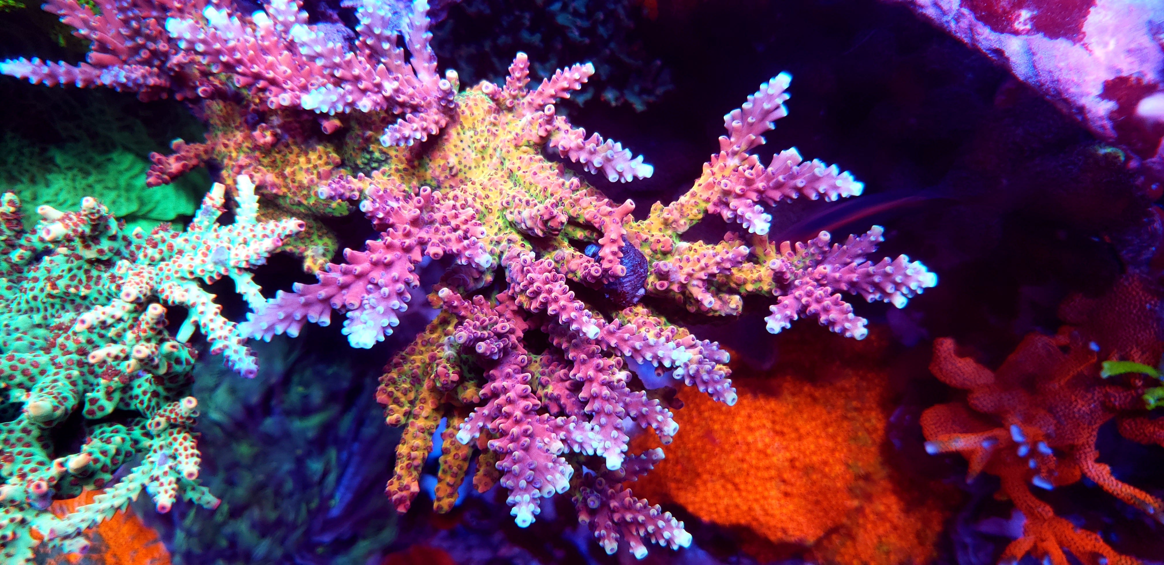 RR Pink Caddie – Reef Pro