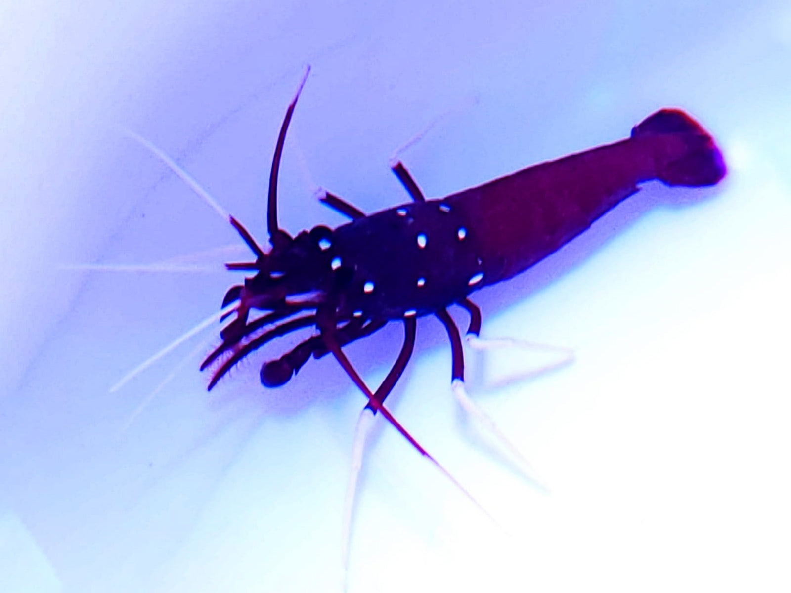 Blood Fire Shrimp – Reef Pro