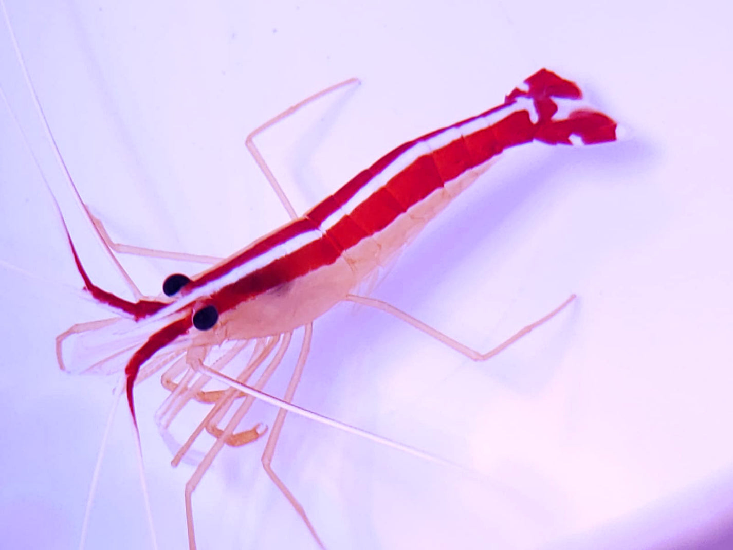 Scarlet Skunk Cleaner Shrimp – Reef Pro