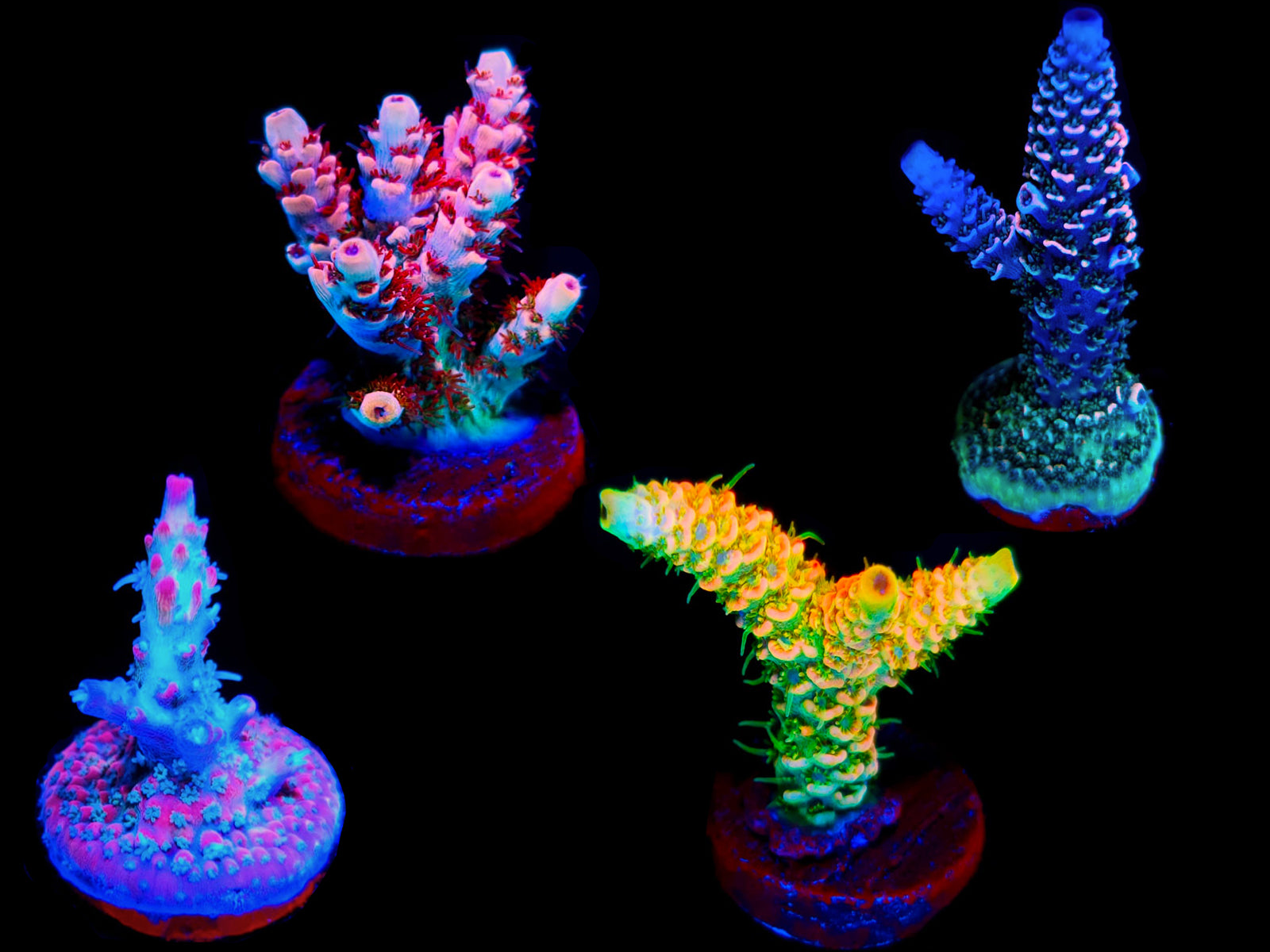 Collector Frag Pack 2 – Reef Pro