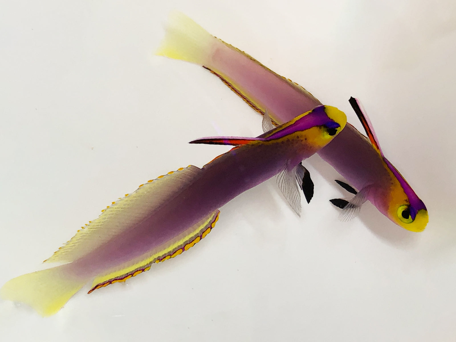 Helfrichi Firefish PAIR#N# – Reef Pro