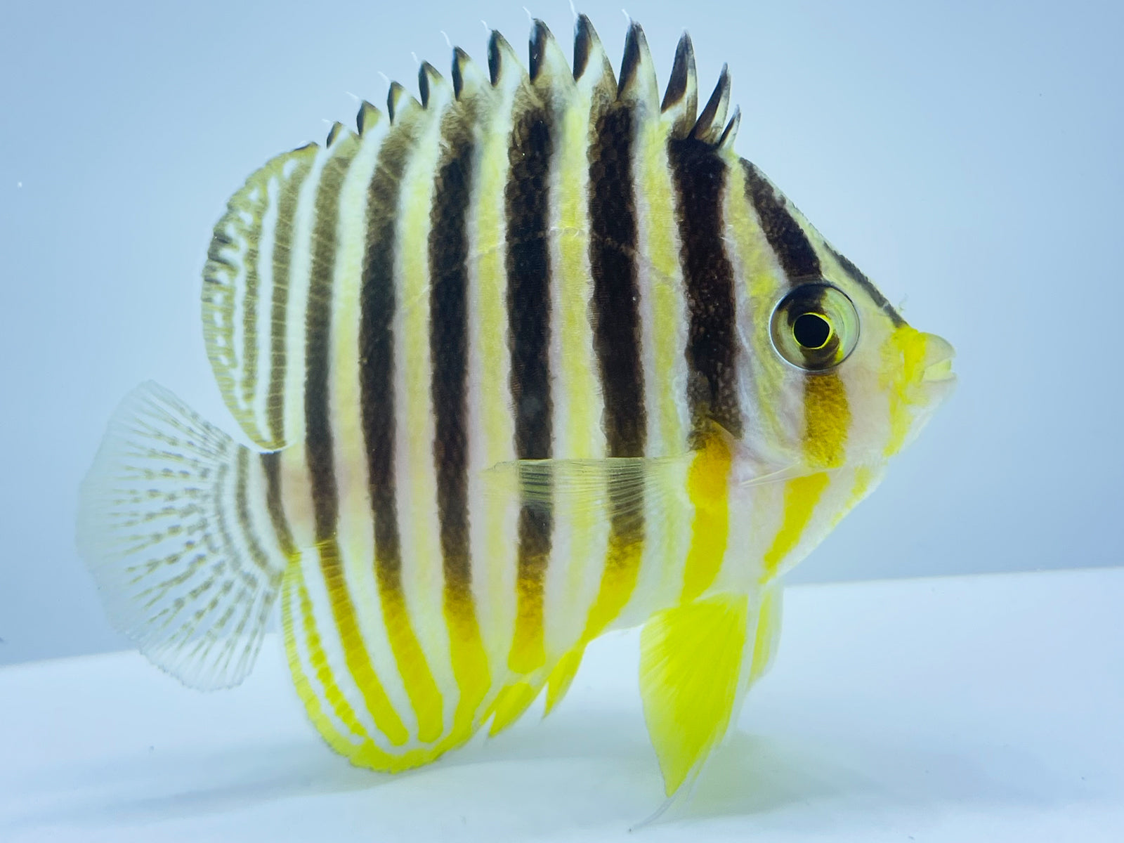 Multibar Angelfish – Reef Pro