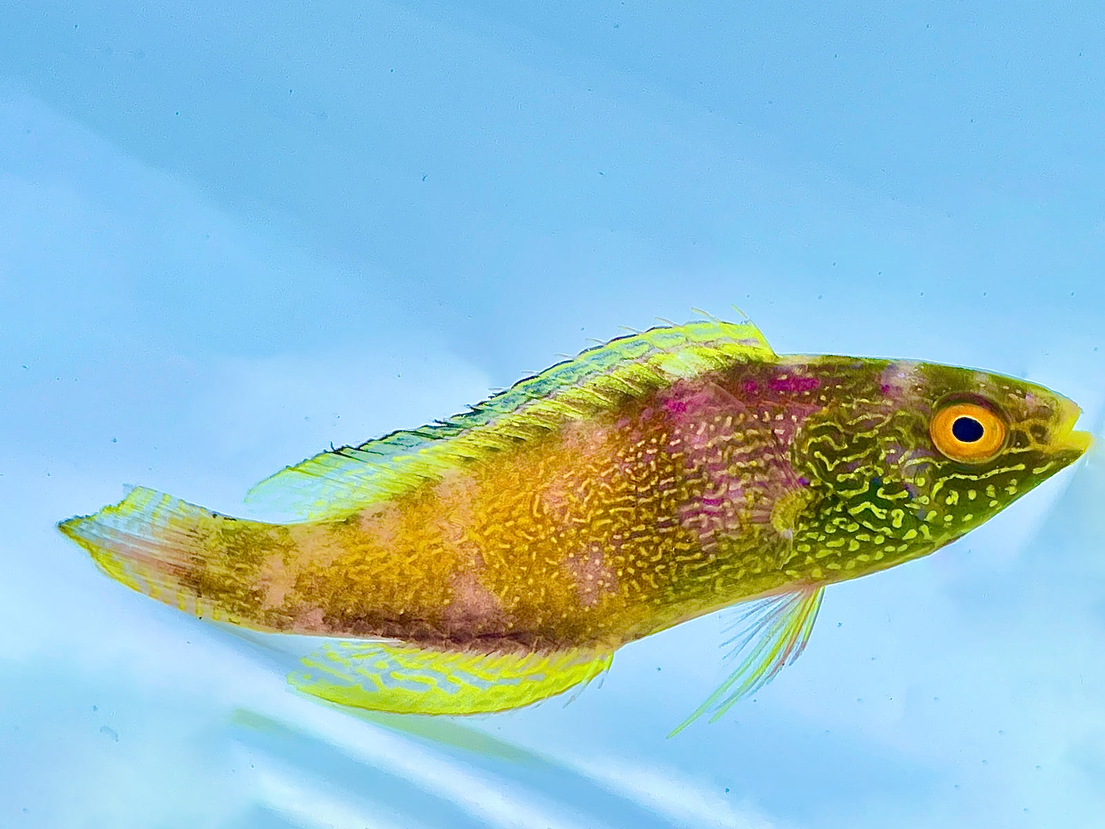 Golden Rhomboid Fairy Wrasse Male – Reef Pro