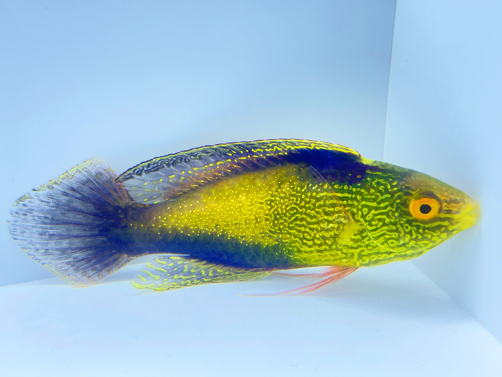 Golden Rhomboid Fairy Wrasse Supermale – Reef Pro