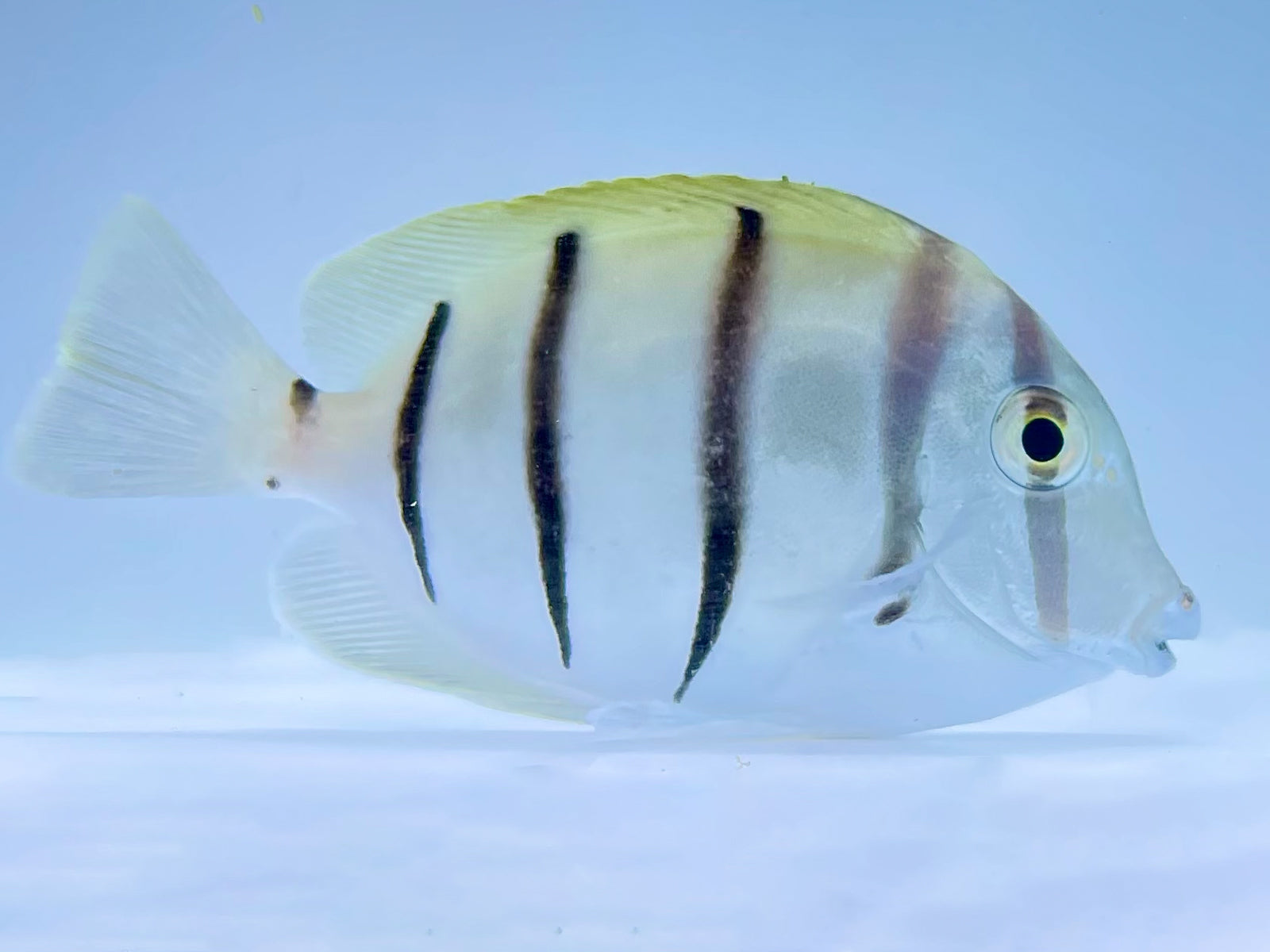 Convict Tang – Reef Pro