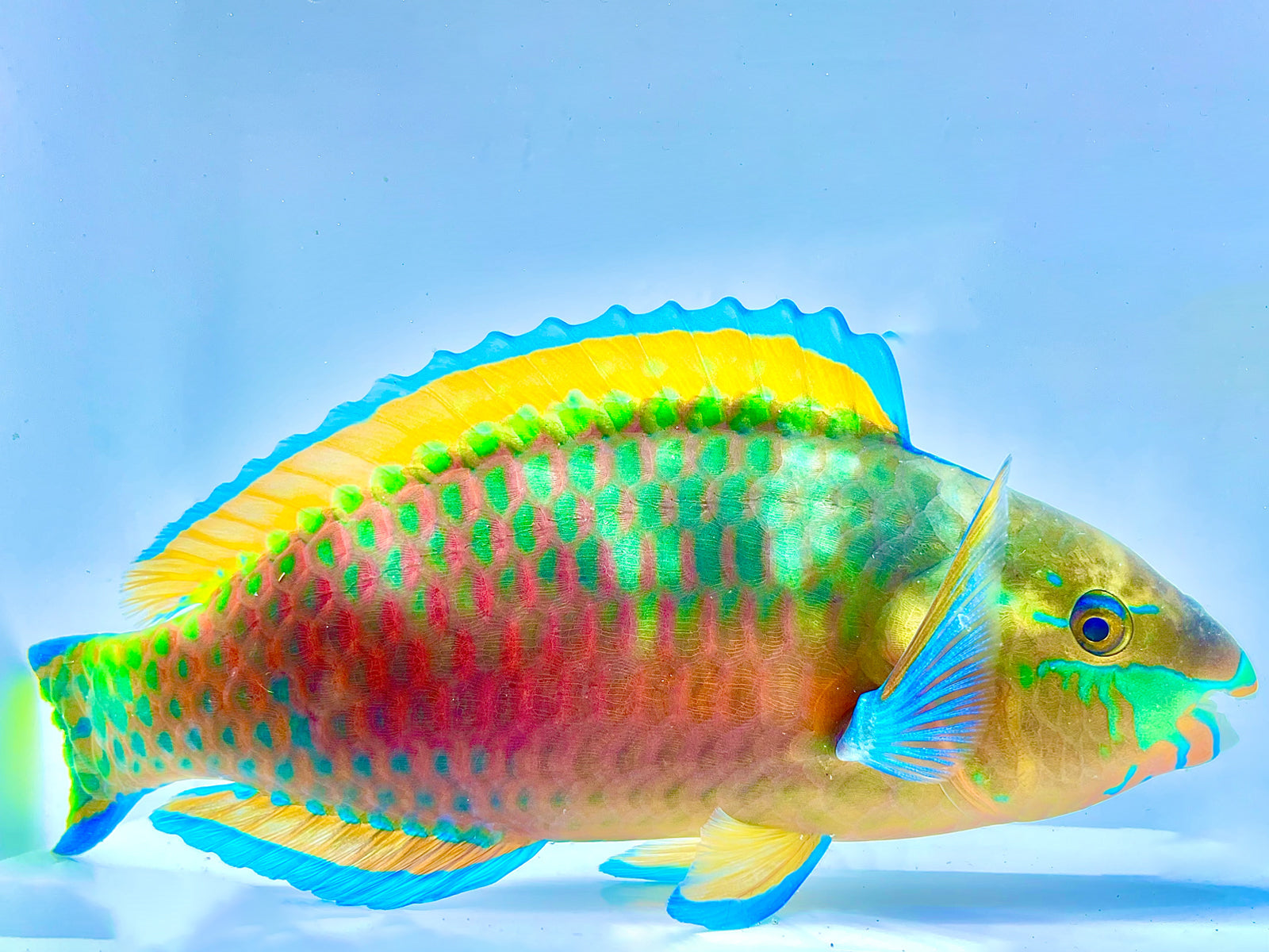 Quoyi Parrotfish – Reef Pro