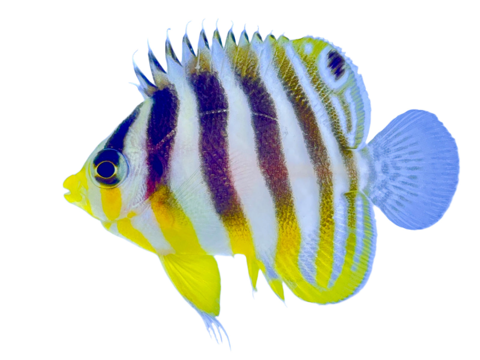Captive Bred Multibar Angelfish (BA) – Reef Pro