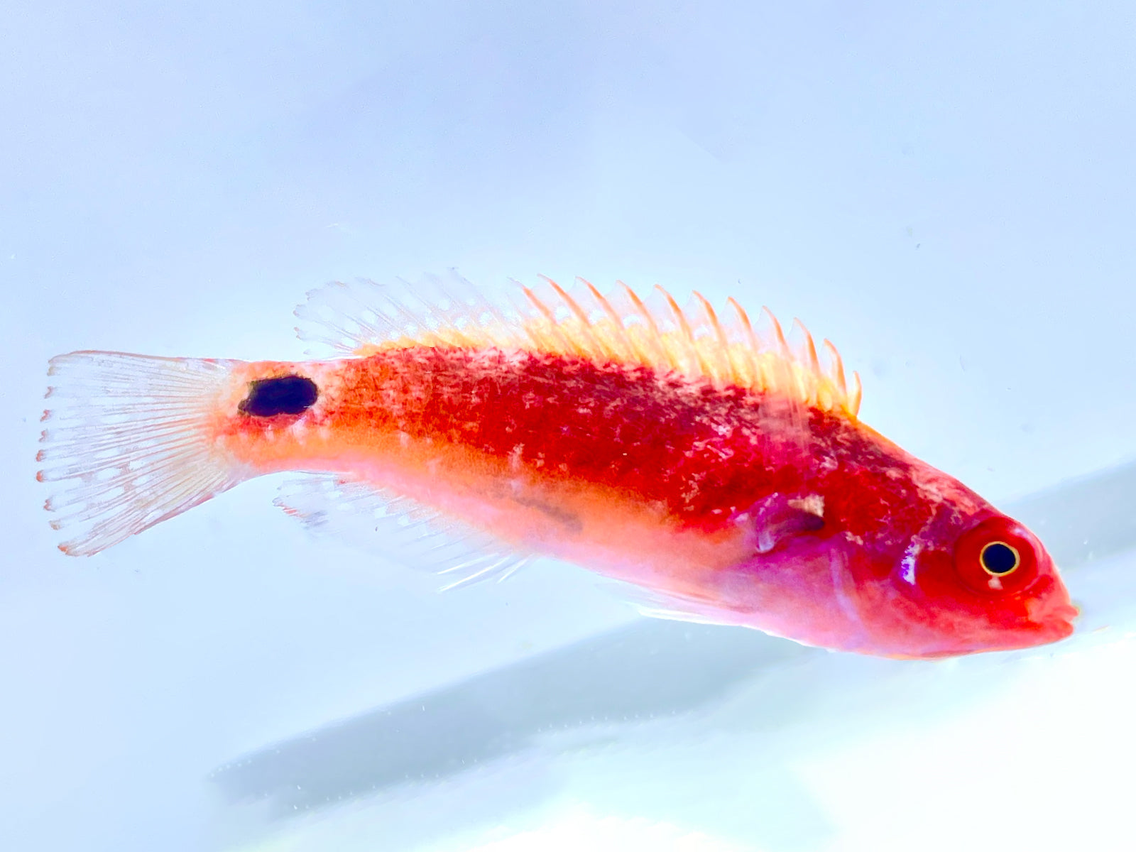 Exquisite Fairy Wrasse Female – Reef Pro