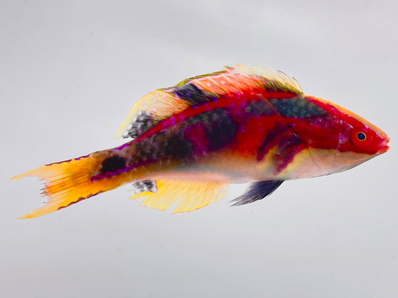 Exquisite Fairy Wrasse Male – Reef Pro