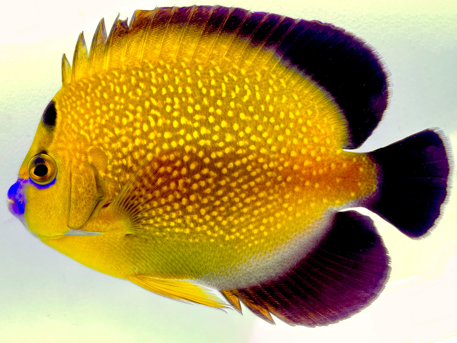 Goldflake Angelfish WYSIWYG – Reef Pro