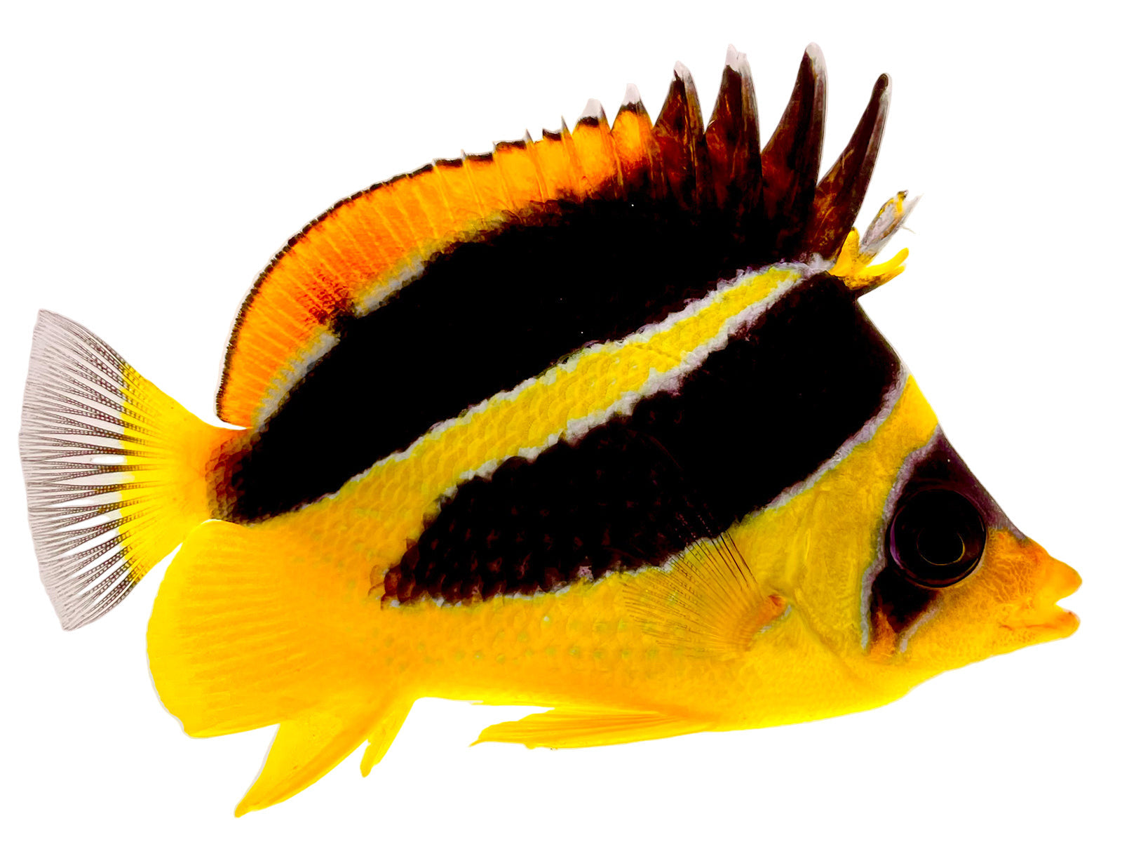 Mitratus Butterflyfish – Reef Pro