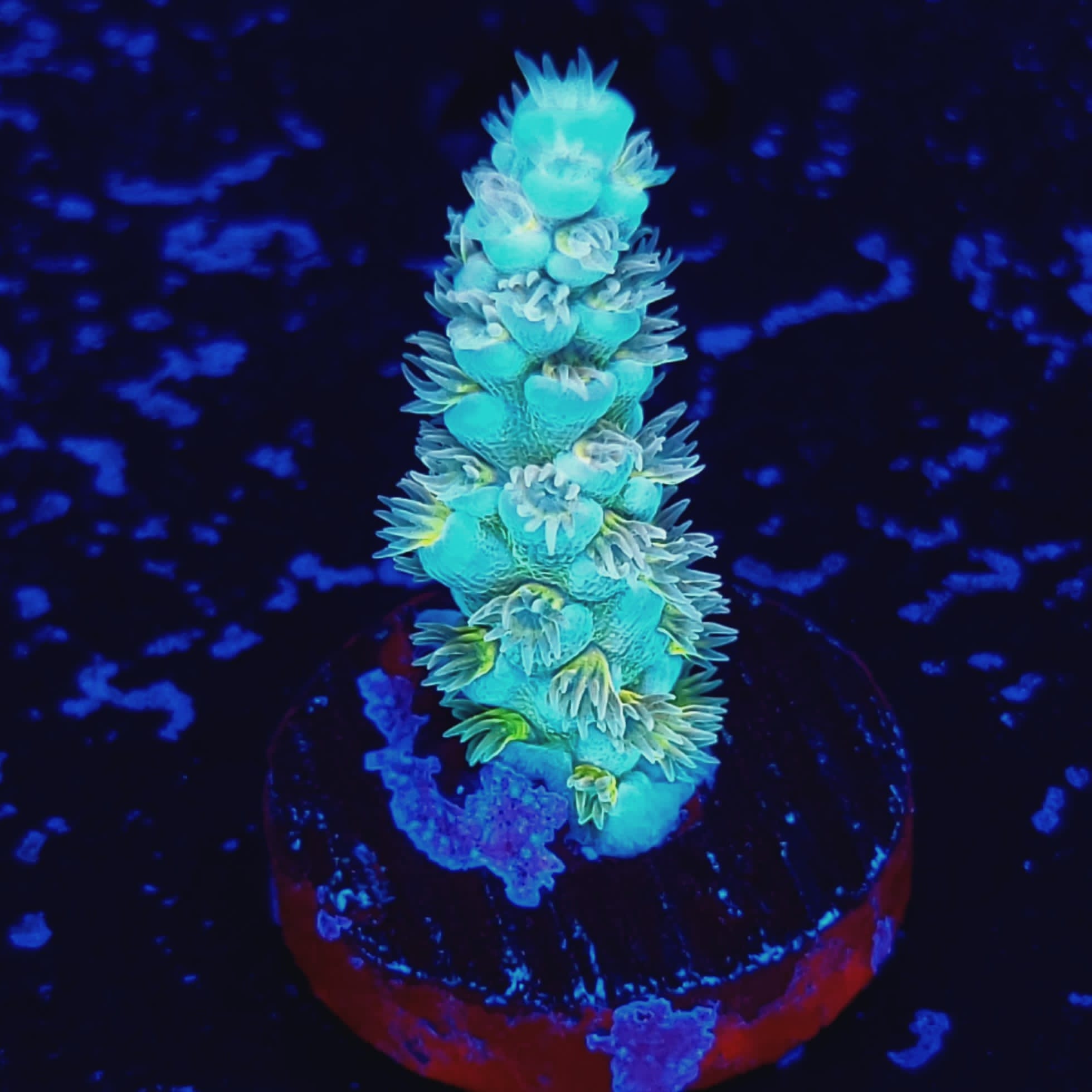 Reef Pro Rainbow Sunshine