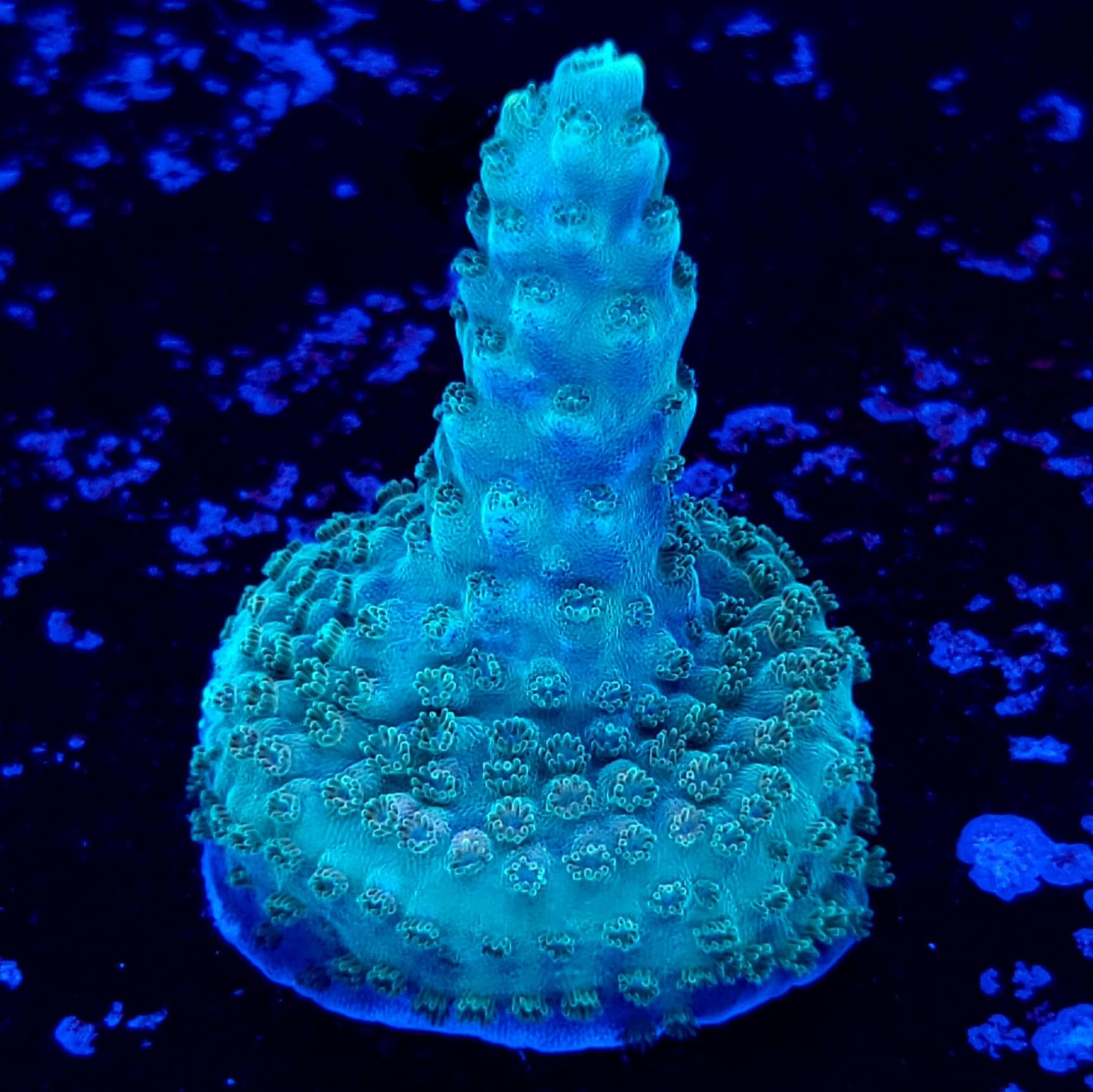 Pirates Reef Fruity Pebbles – Reef Pro