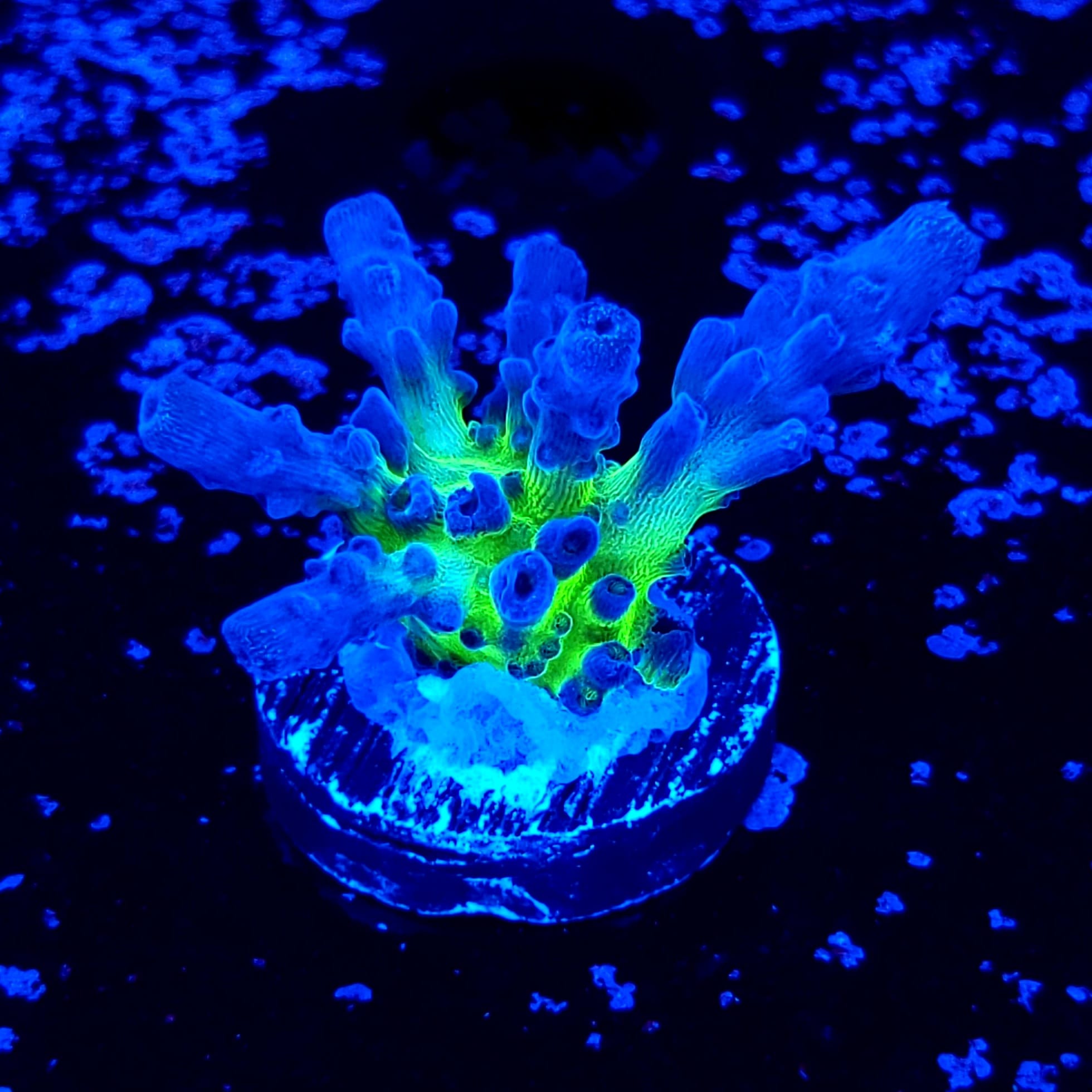 ORA Blue Iris – Reef Pro