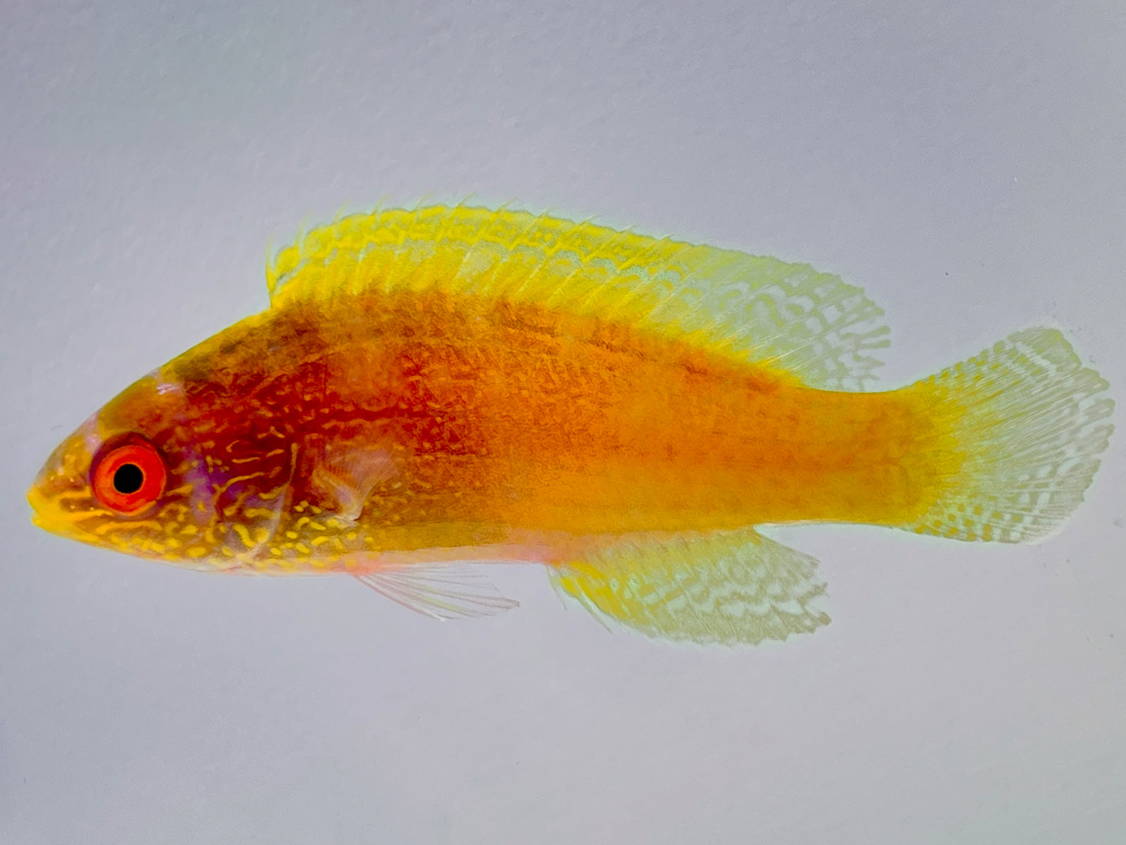 Golden Rhomboid Fairy Wrasse Female – Reef Pro