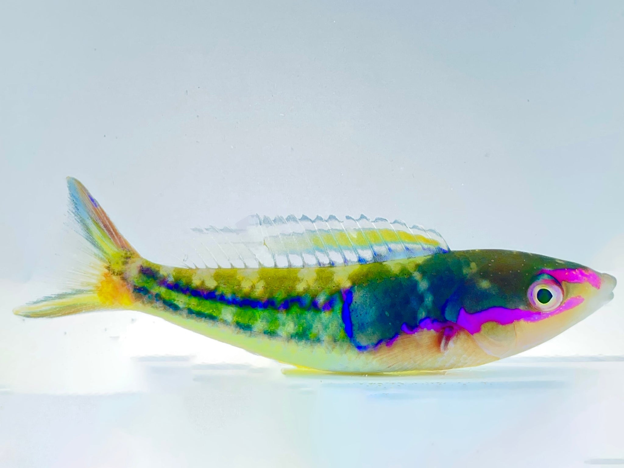 Royal Pencil Wrasse – Reef Pro