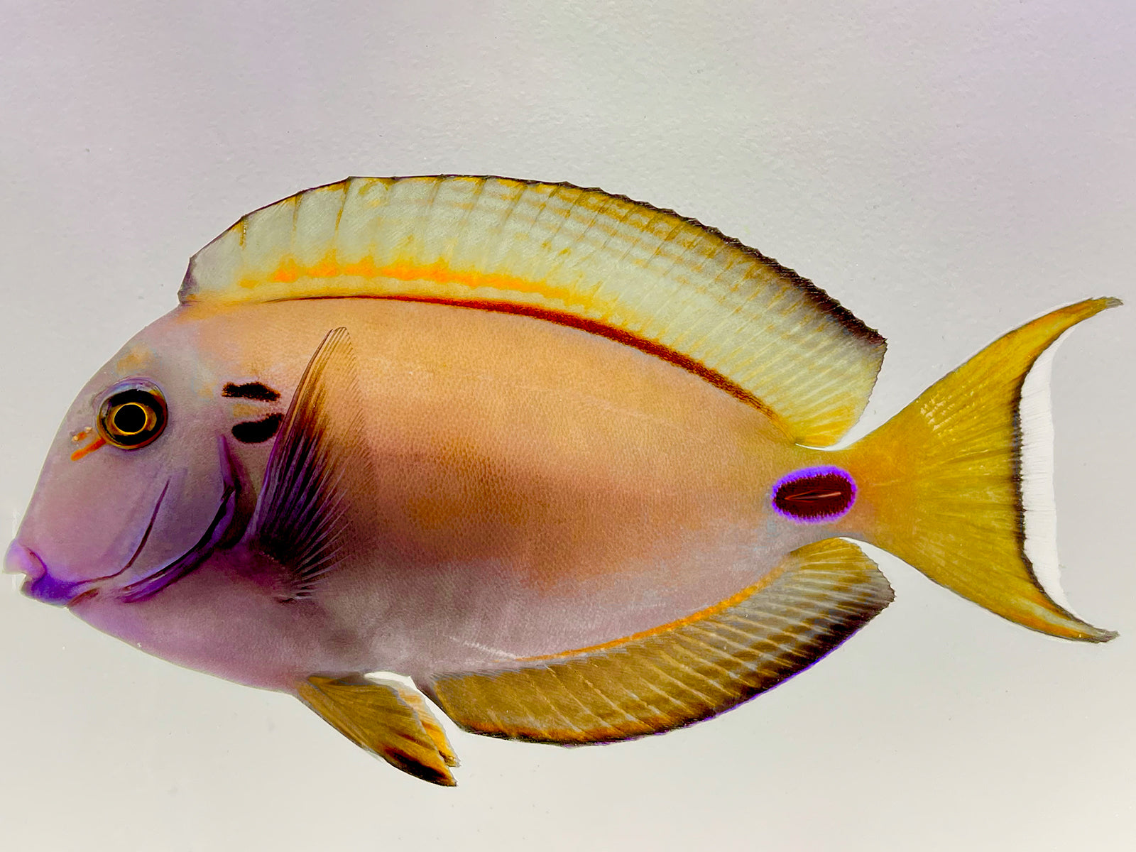 Orange Tang Fish Achilles Tang